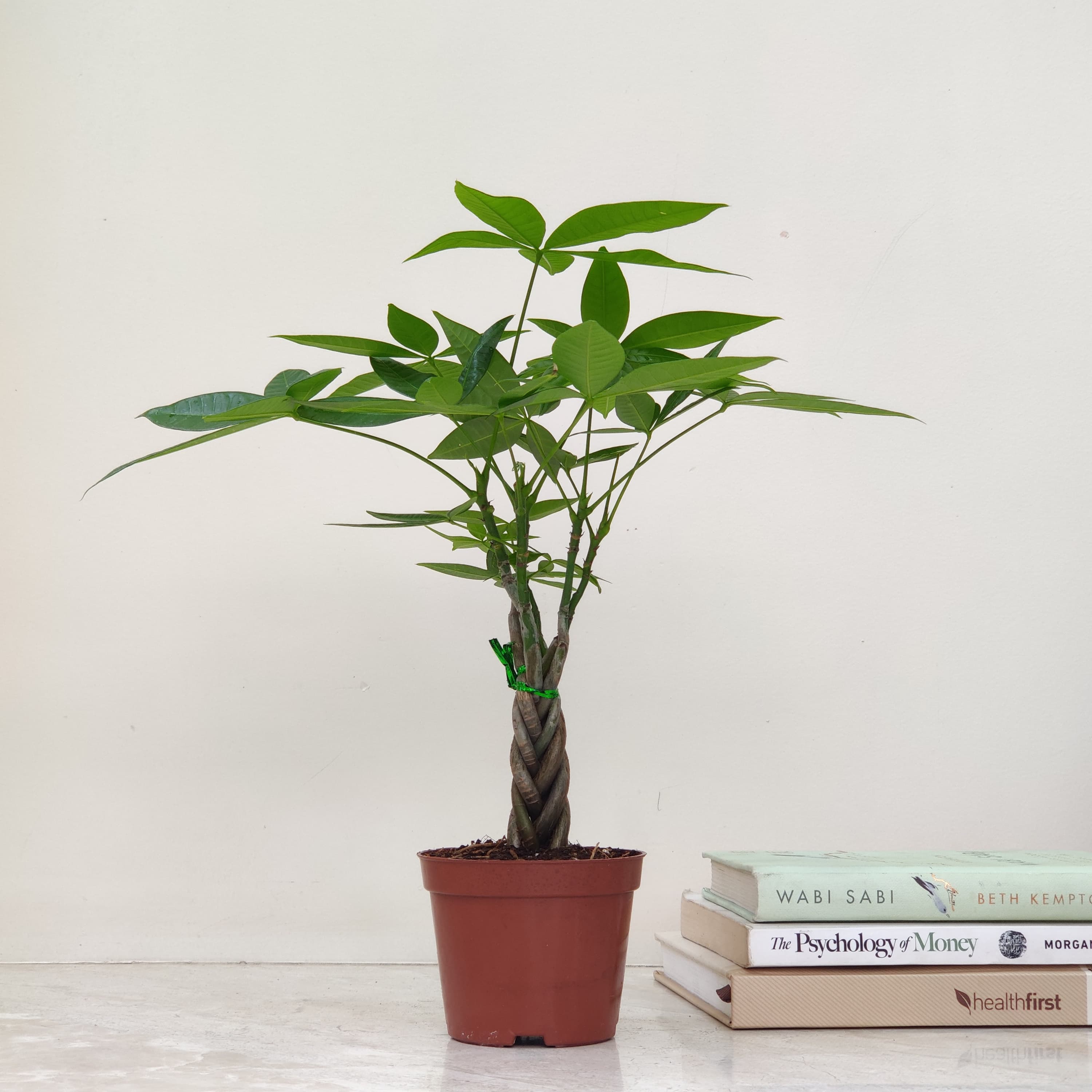 Buy Pachira Money Plant Tree Braided - Indoor Money Tree ...