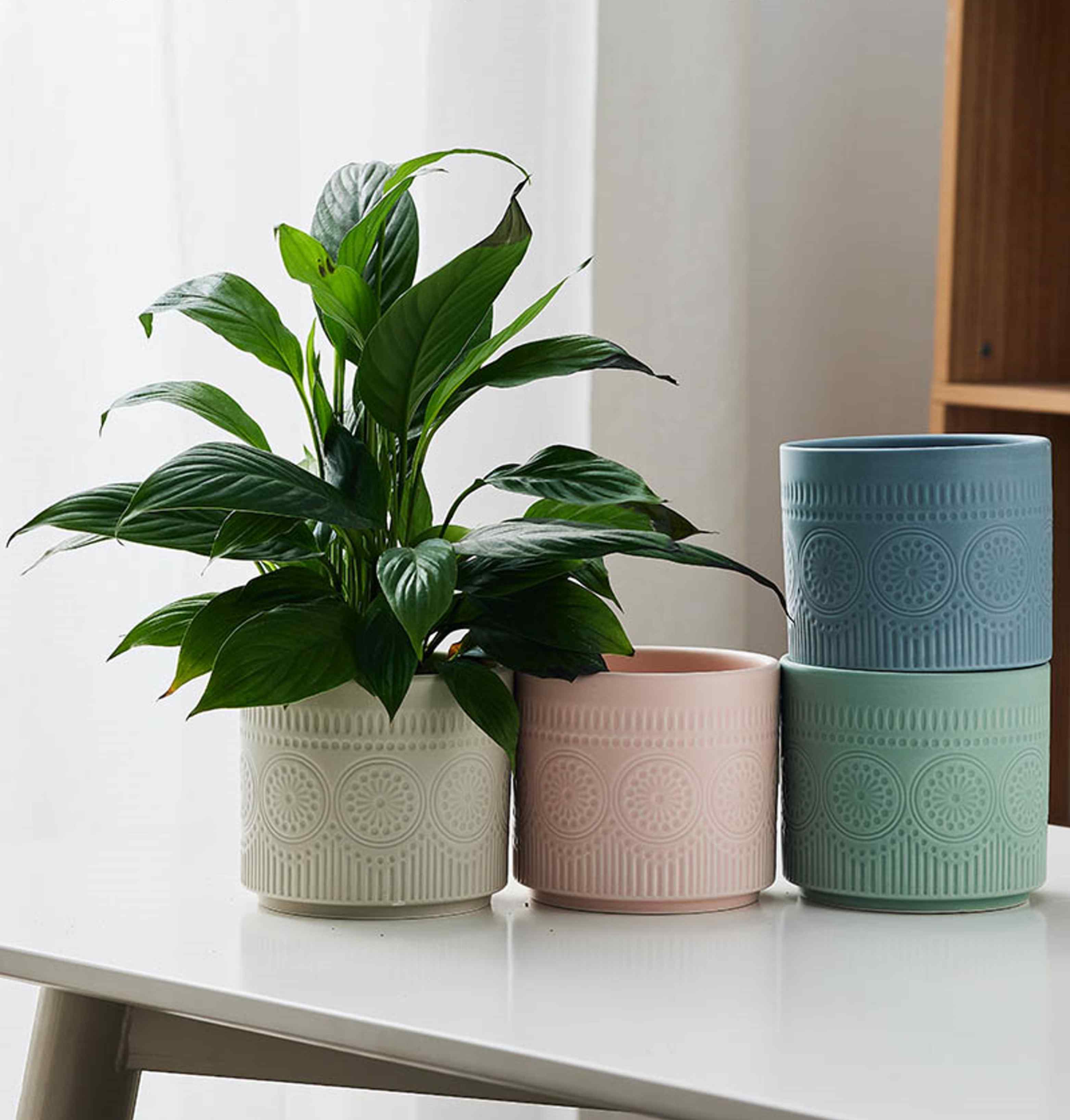 Pastel Colored Embossed Ceramic Planters – ChhajedGarden.com