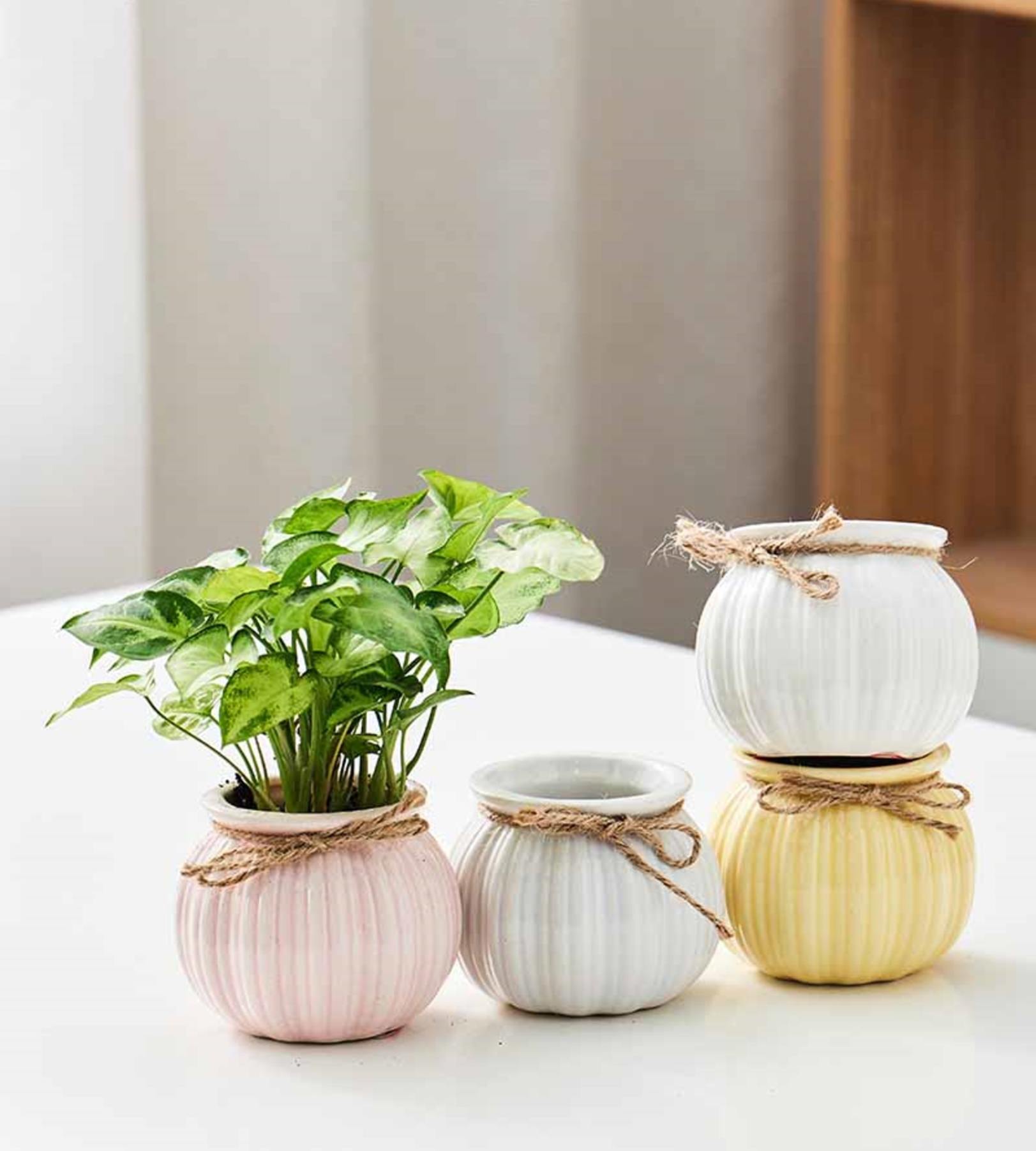Pumpkin-Shaped Pastel Indoor Plant Pots - Decorative Ceramic Planters ...