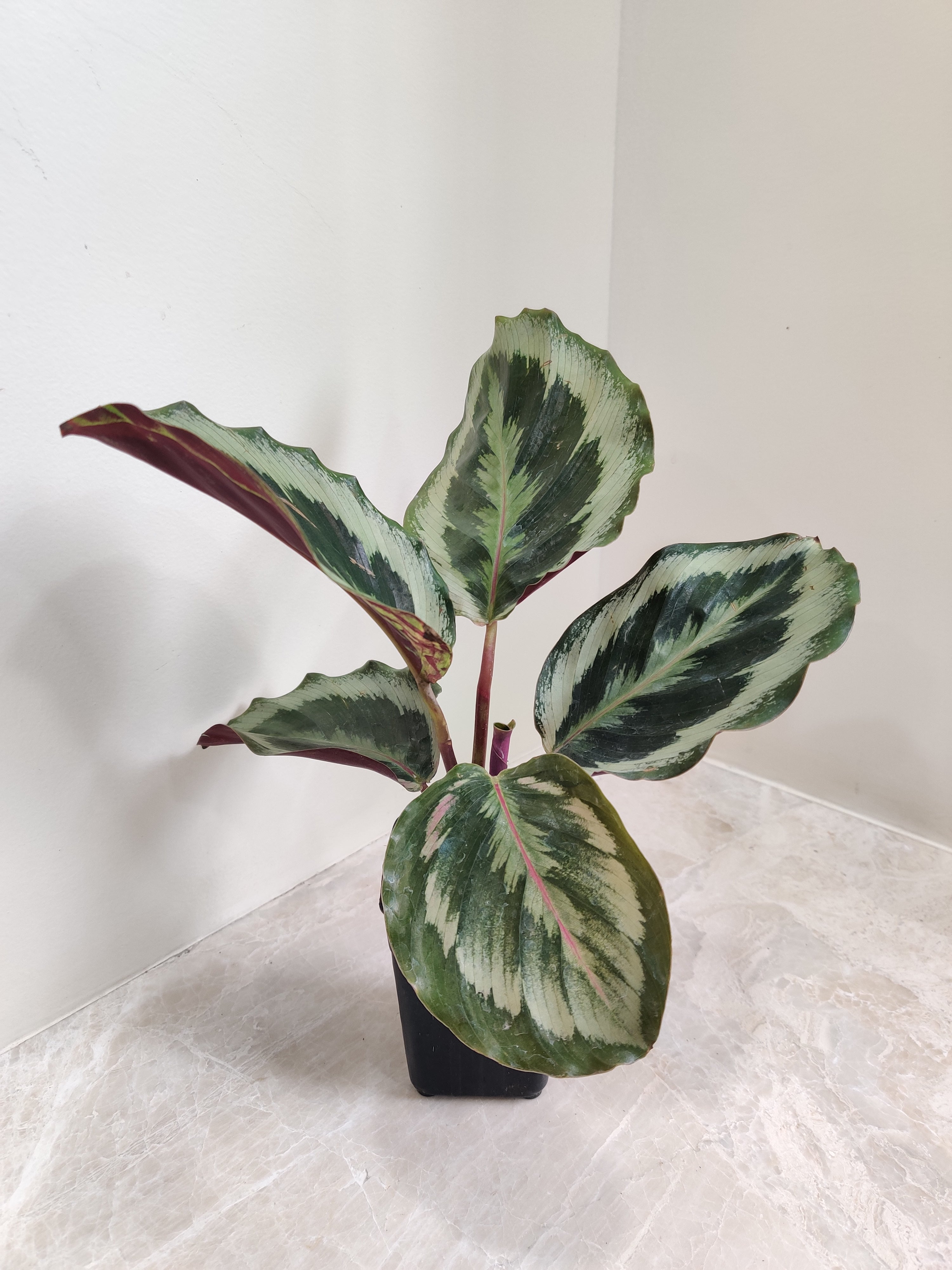 Buy Calathea Roseopicta Marion Plant Online India – ChhajedGarden.com