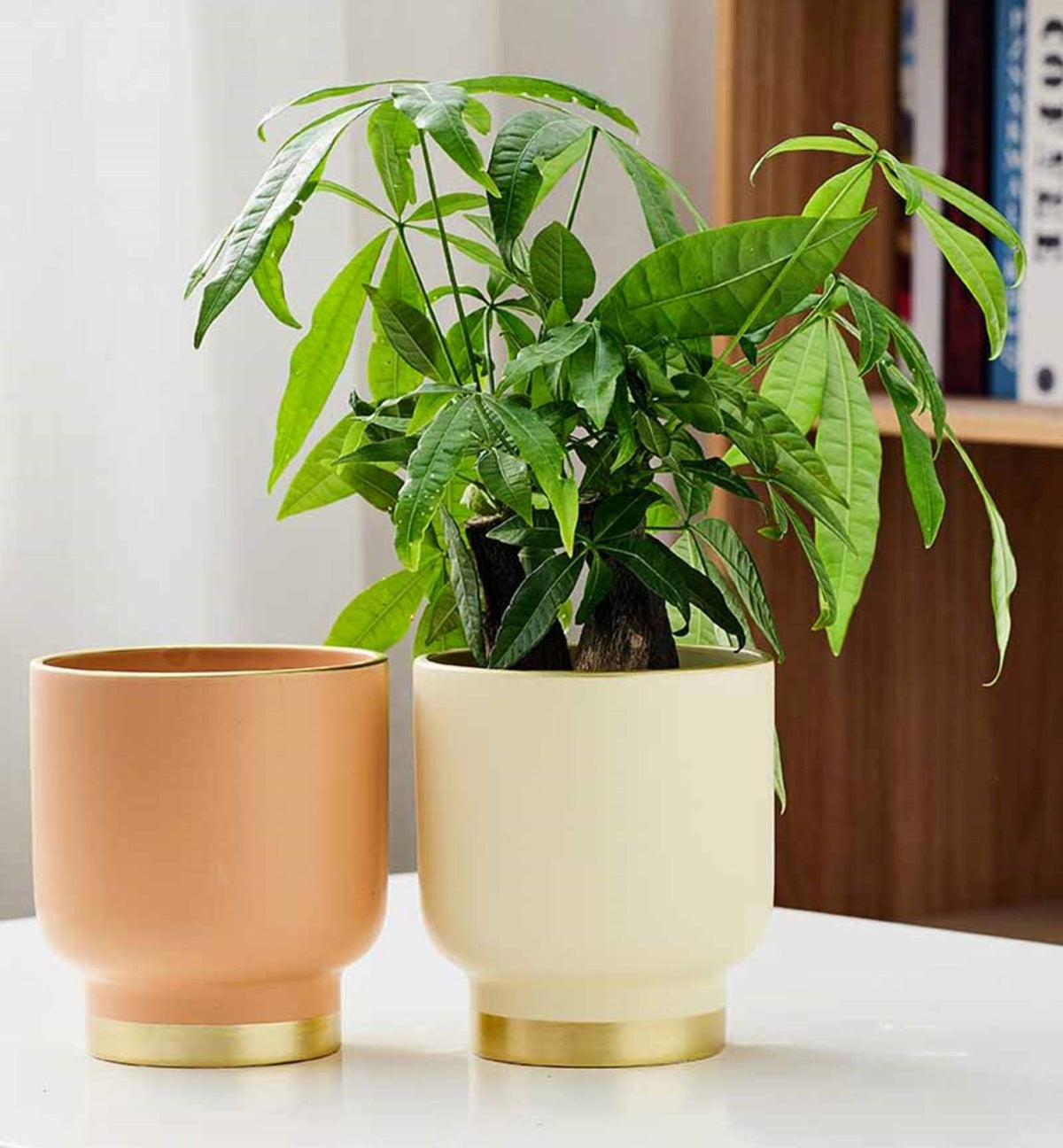Peach and Cream Ceramic Planters with Gold Base Cylindrical Plant Pots ...