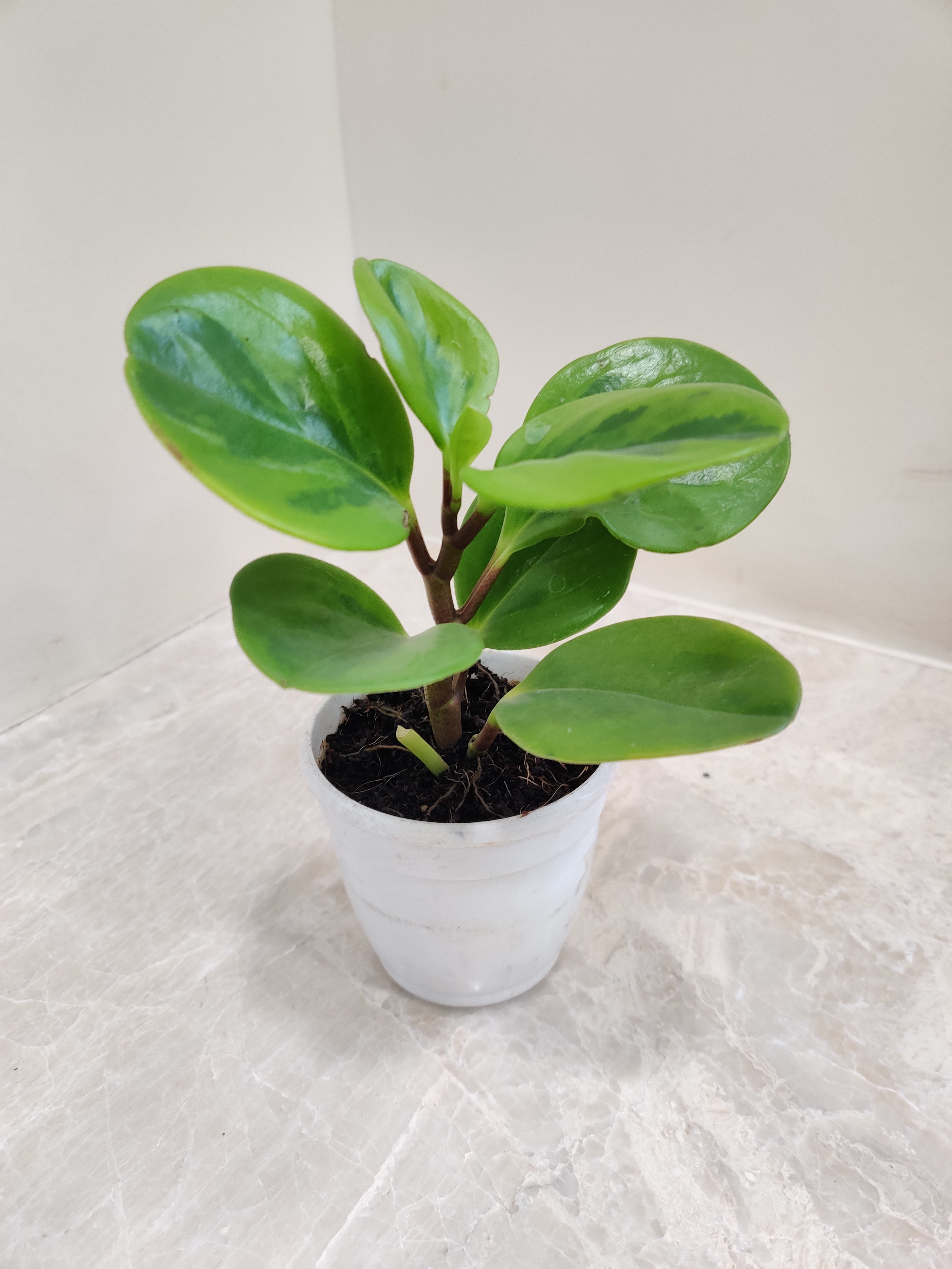 Shop Peperomia 'Lemon Lime' - Add a Splash of Color | Green Home ...