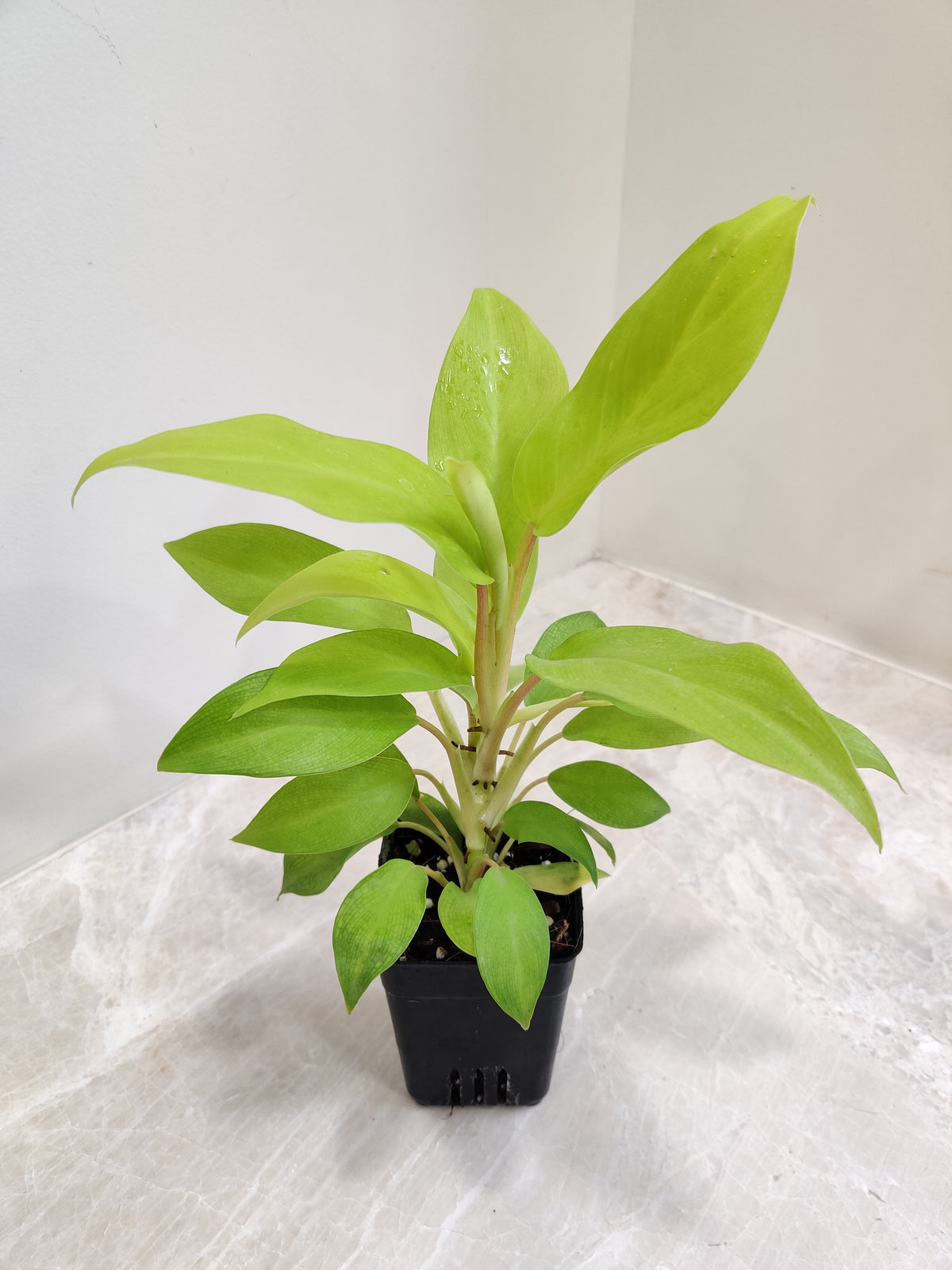 Buy Philodendron Ceylon Golden Online at Lowest Price in India ...
