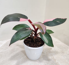 Philodendron Pink Princess: An In-depth Guide – ChhajedGarden.com