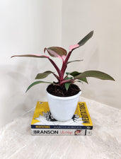 Philodendron Pink Princess: An In-depth Guide – ChhajedGarden.com
