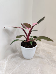 Philodendron Pink Princess: An In-depth Guide – ChhajedGarden.com