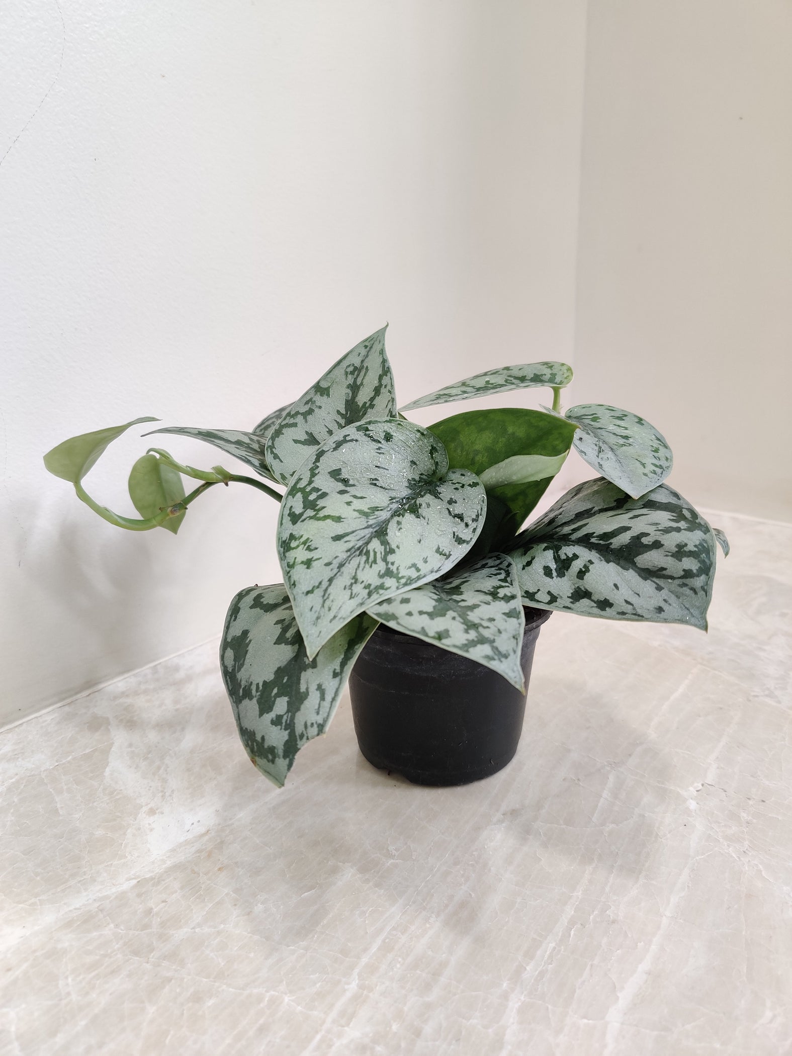 Buy Rare Silver Satin Pothos Online India at Lowest Price ...