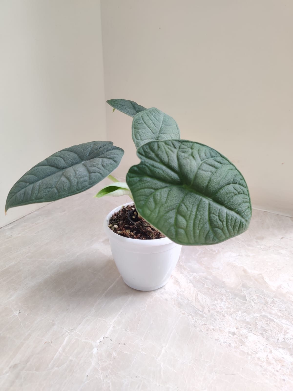 Buy Alocasia Melo Plant – ChhajedGarden.com