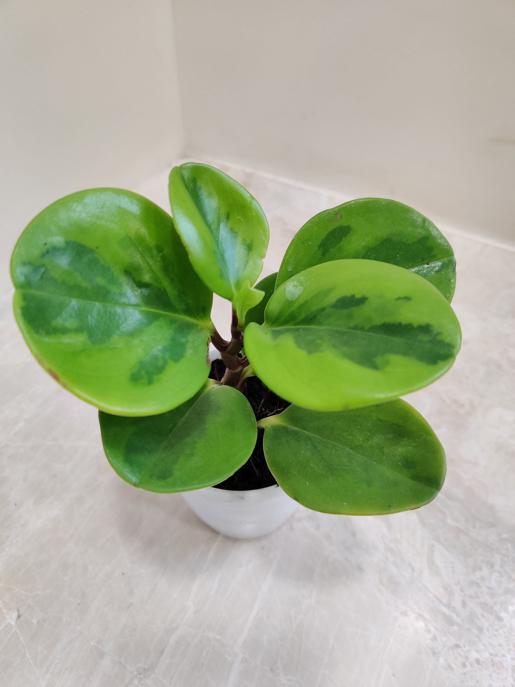 Shop Peperomia 'Lemon Lime' - Add a Splash of Color | Green Home ...