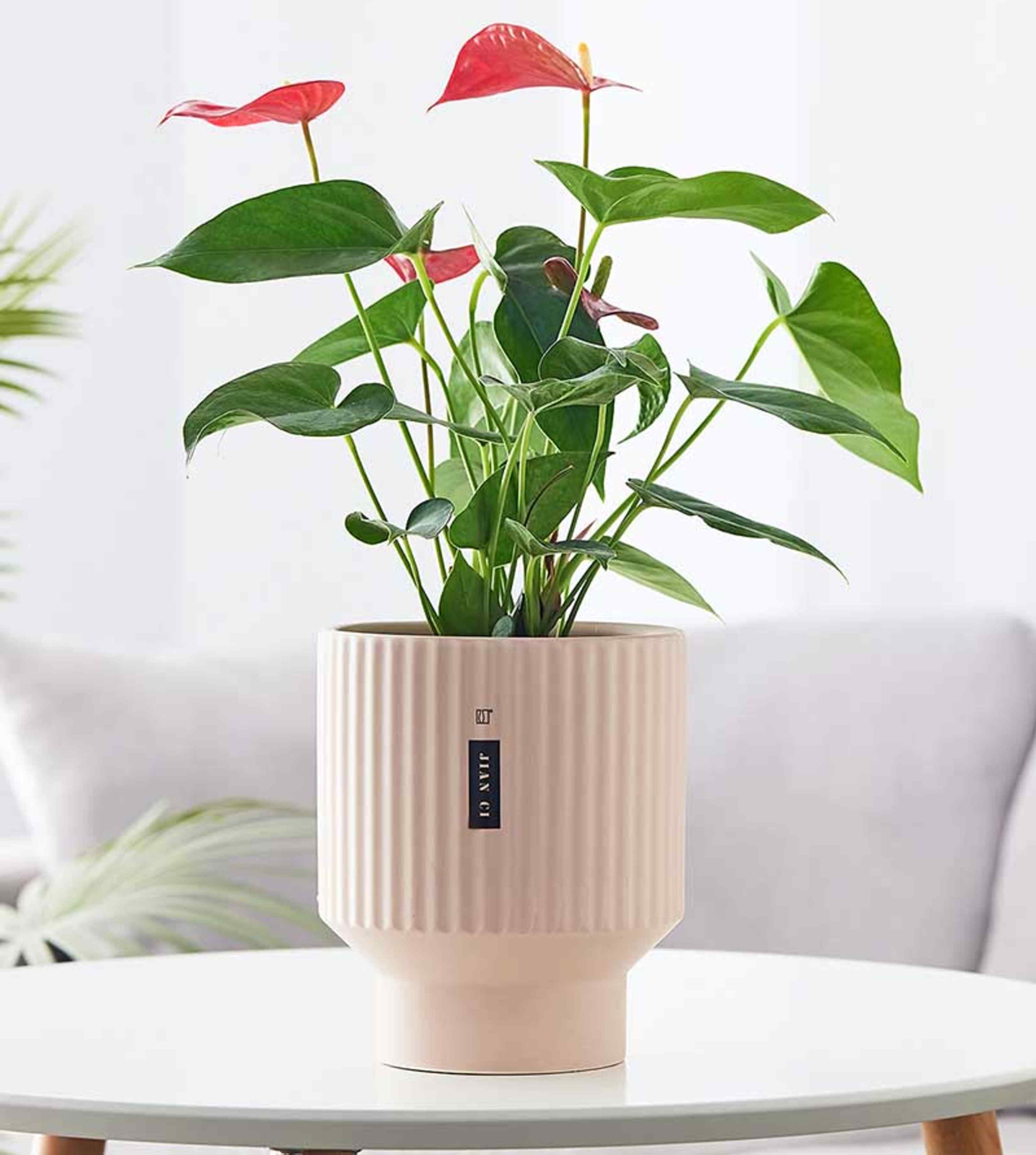 Buy Soft Blush Pink Ribbed Ceramic Planter – Modern Indoor Pot ...