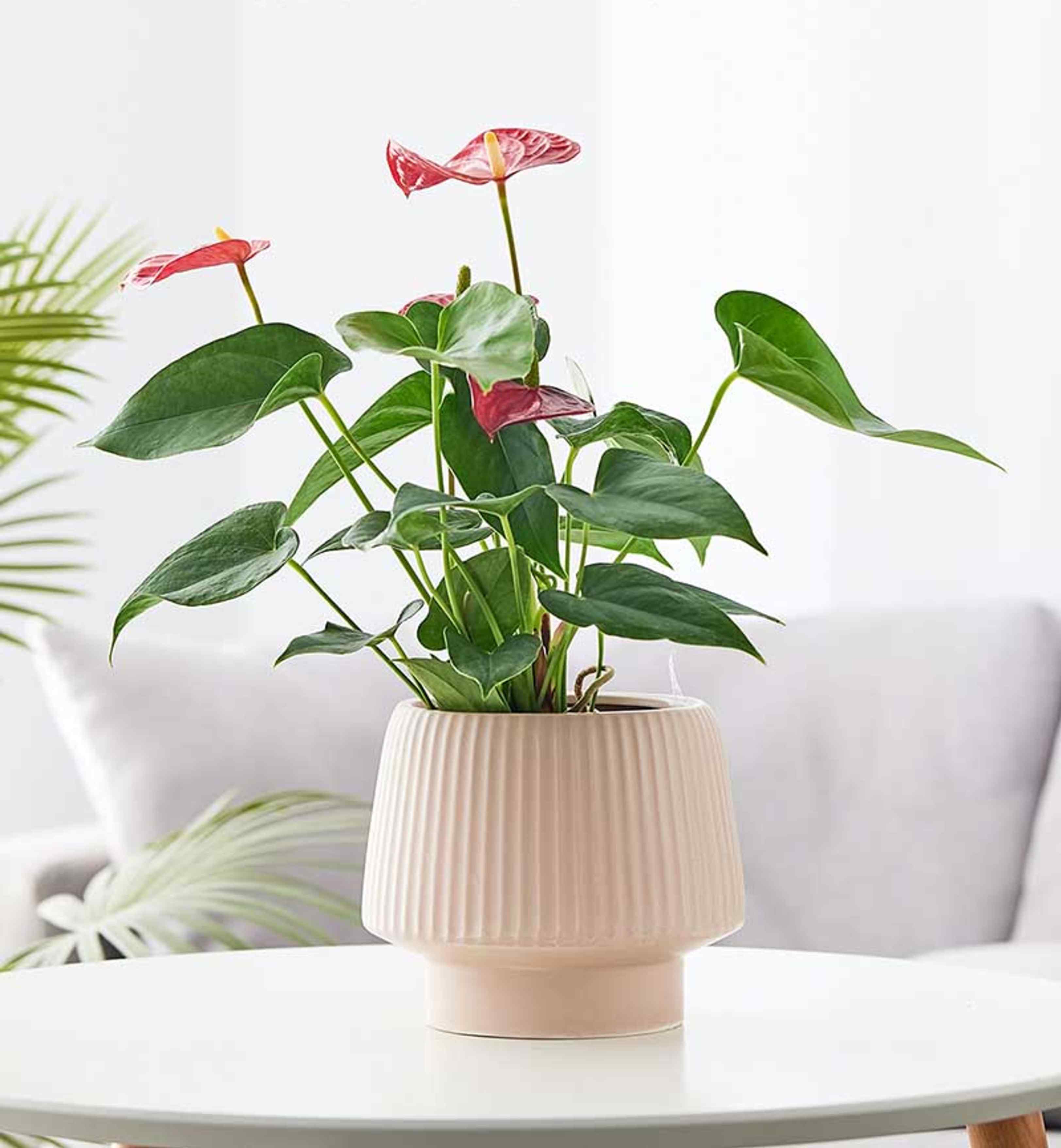 Shop Blush Pink Textured Round Ceramic Planter – Stylish Pot for Home ...