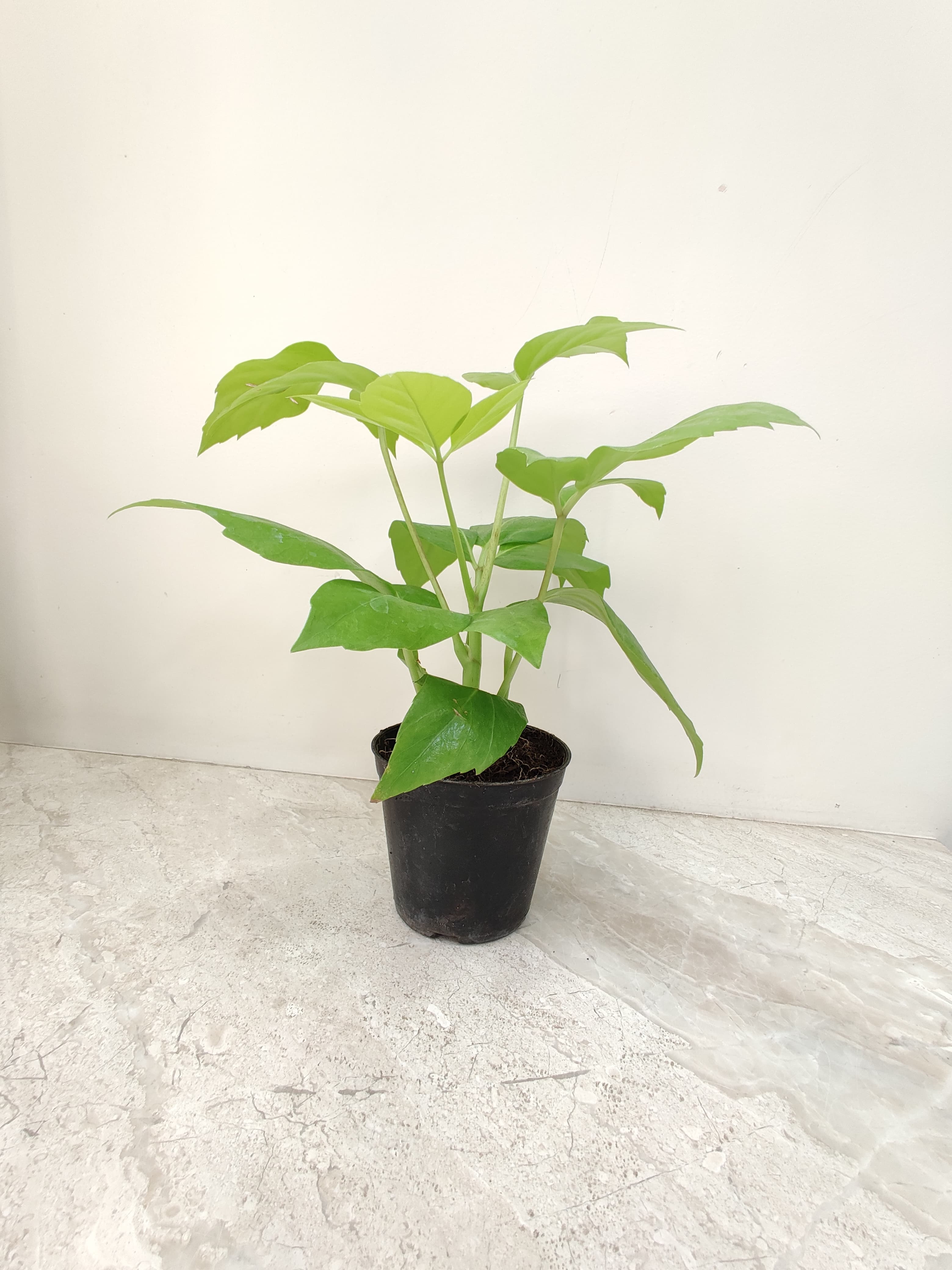 Buy Golden Brassia (Schefflera Actinophylla) – ChhajedGarden.com