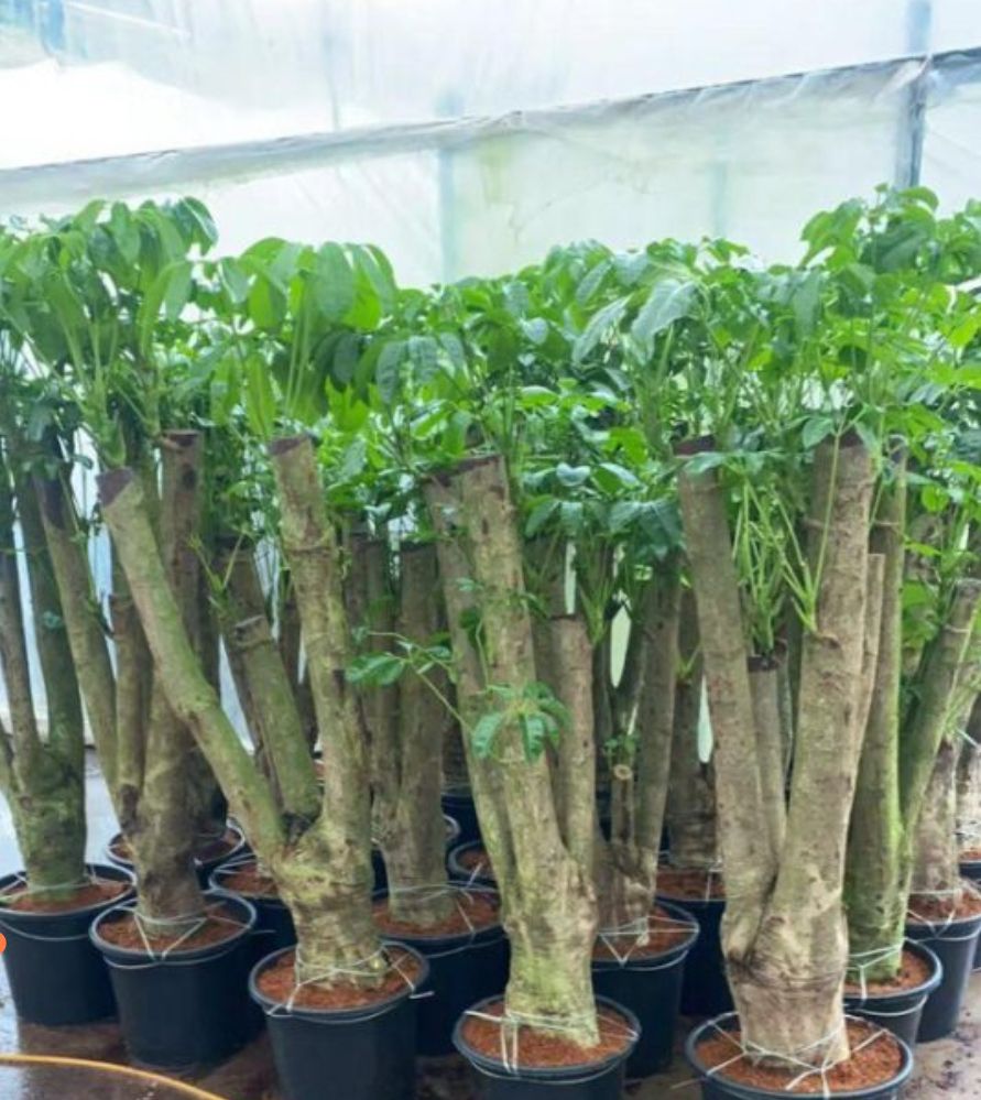 Plants – Page 2 – ChhajedGarden.com