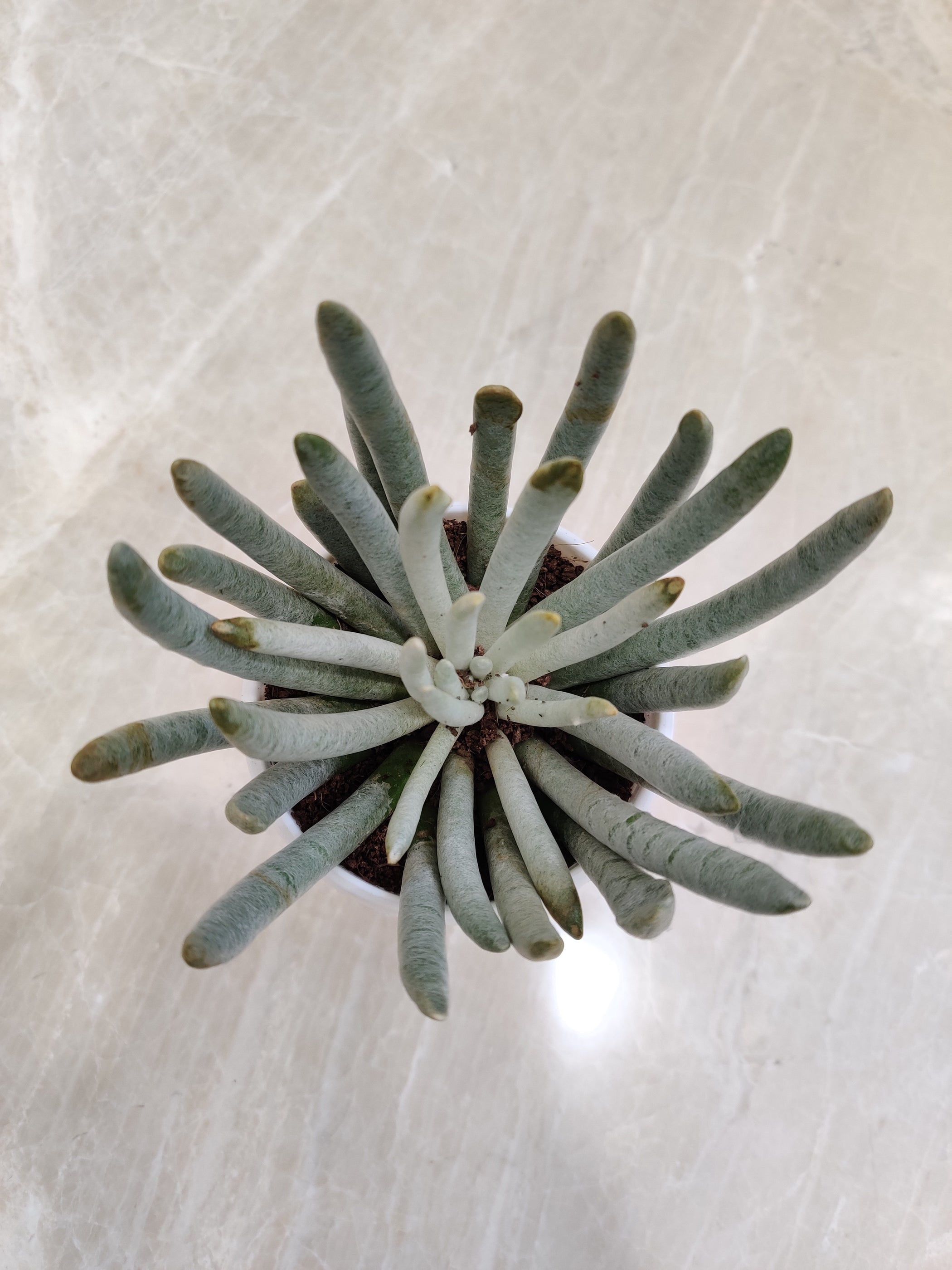 Buy Senecio Scaposus Succulent Online | Easy-Care Indoor Plant – ChhajedGarden.com