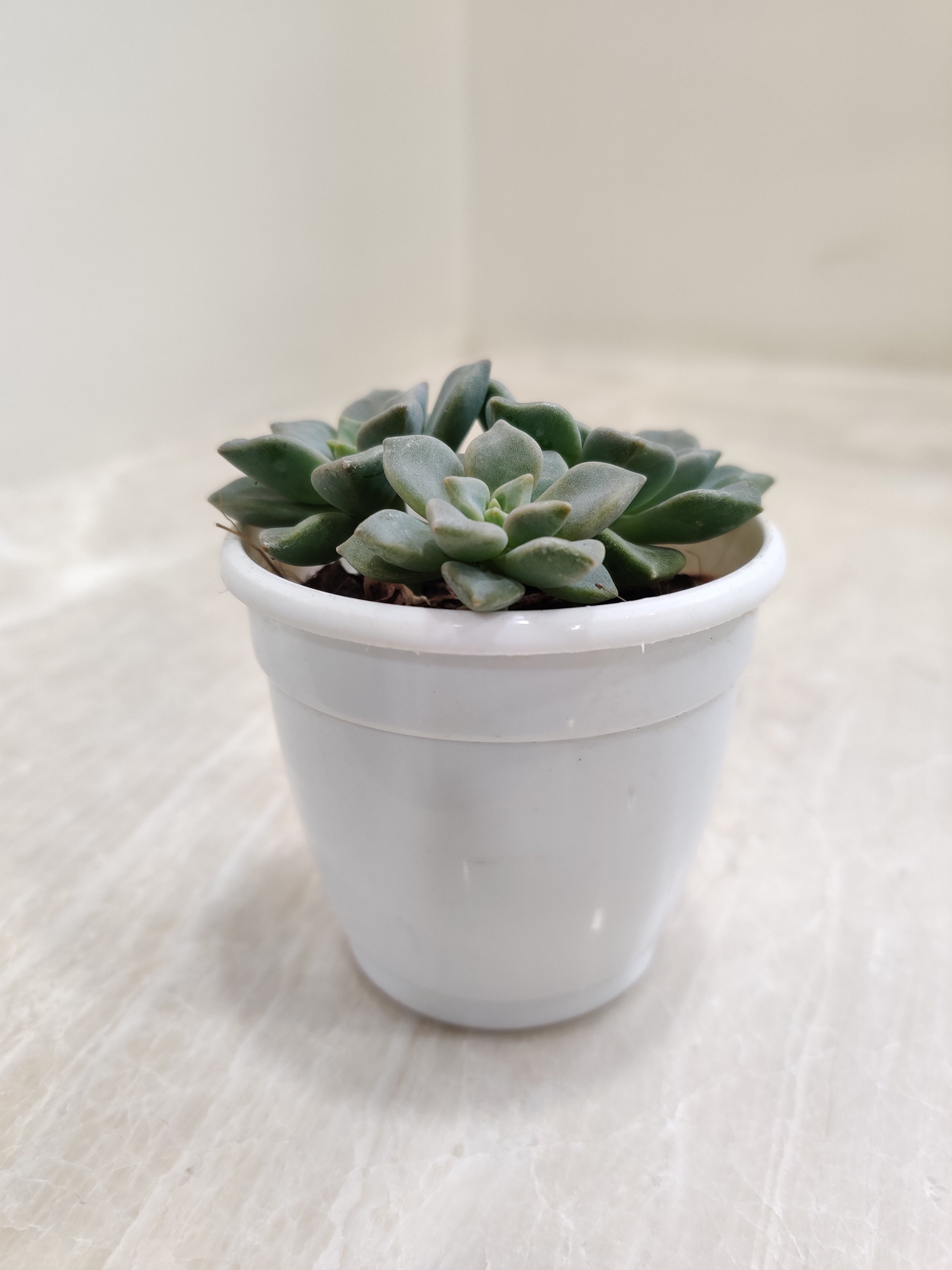 Echeveria Blue Prince - Elegant Succulent for Home – ChhajedGarden.com