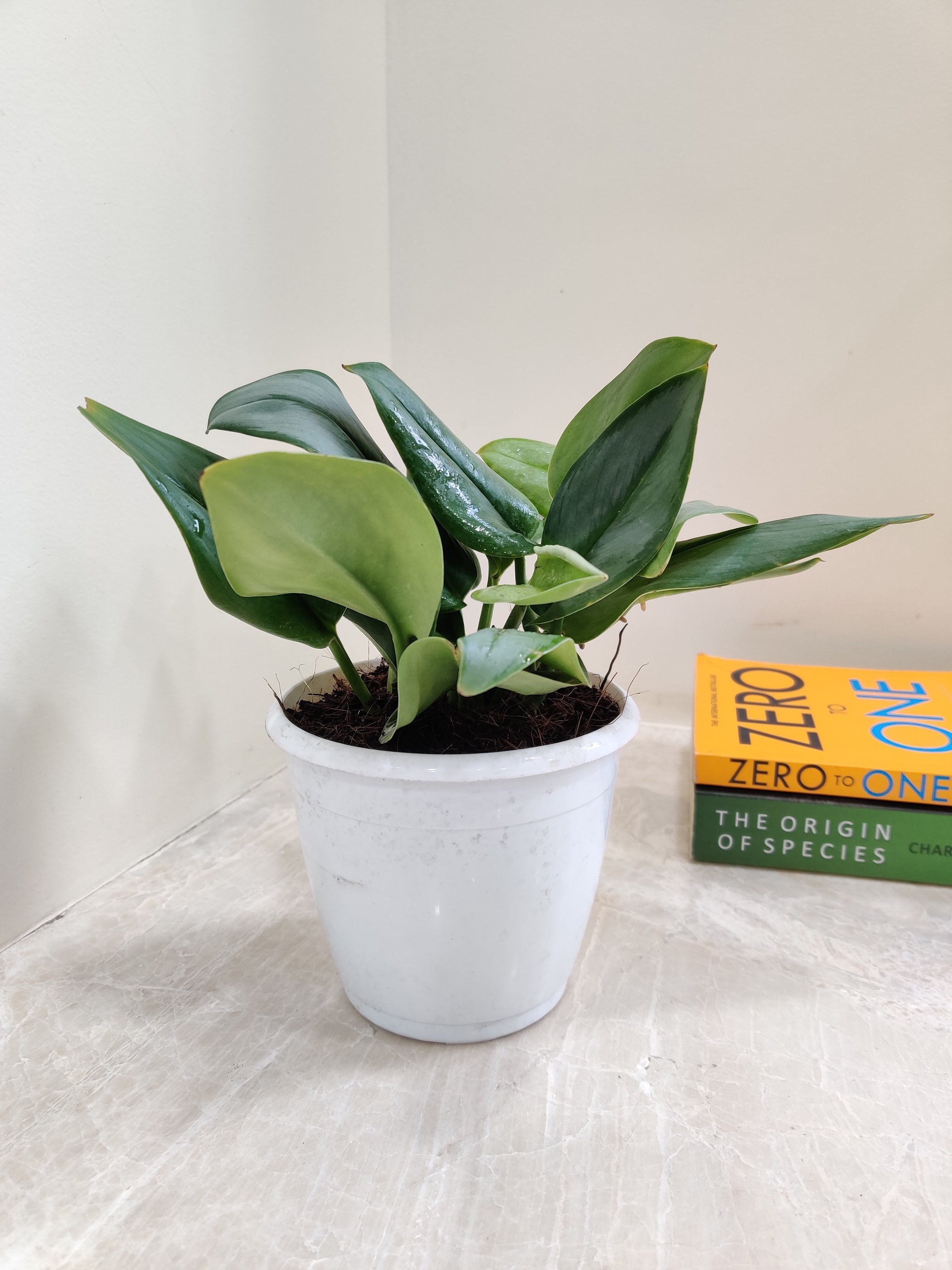 Buy Rare Scindapsus Big Moonlight Plant Online India – ChhajedGarden.com