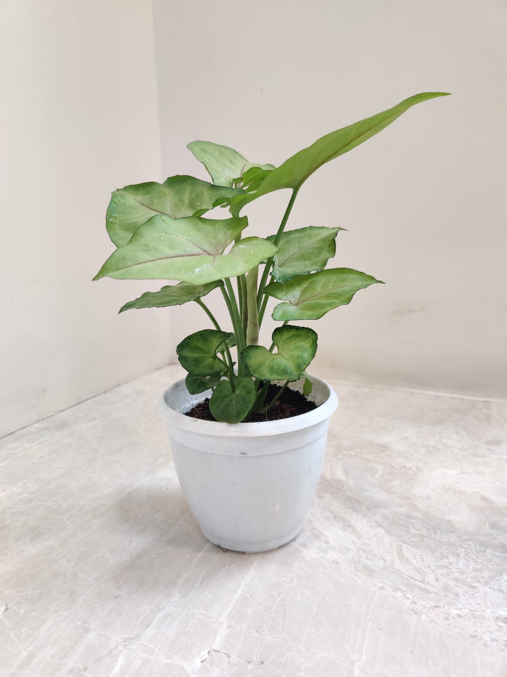 Buy Syngonium (Arrowhead) Plants Online India at Best Price ...