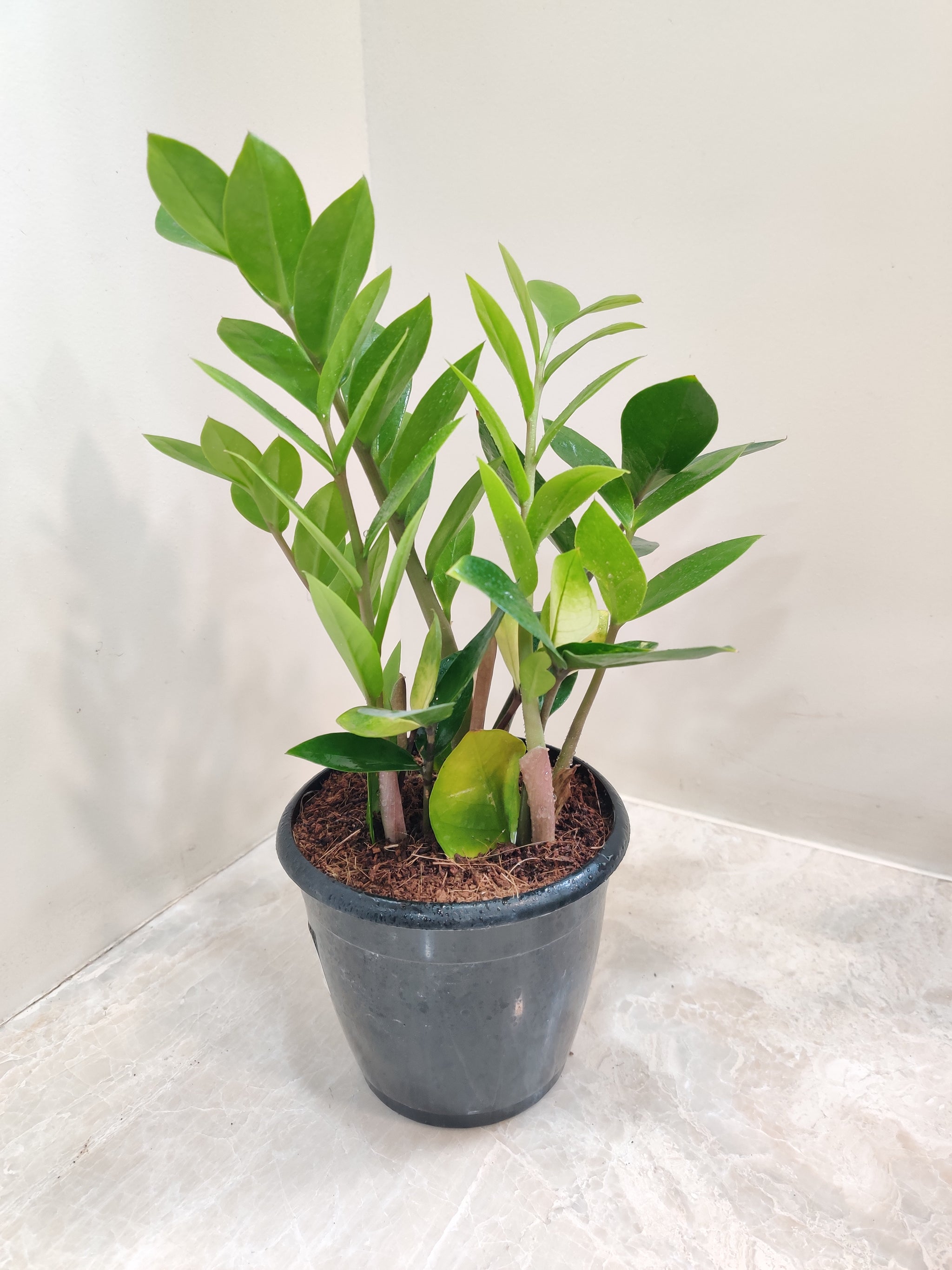 New Arrivals – ChhajedGarden.com