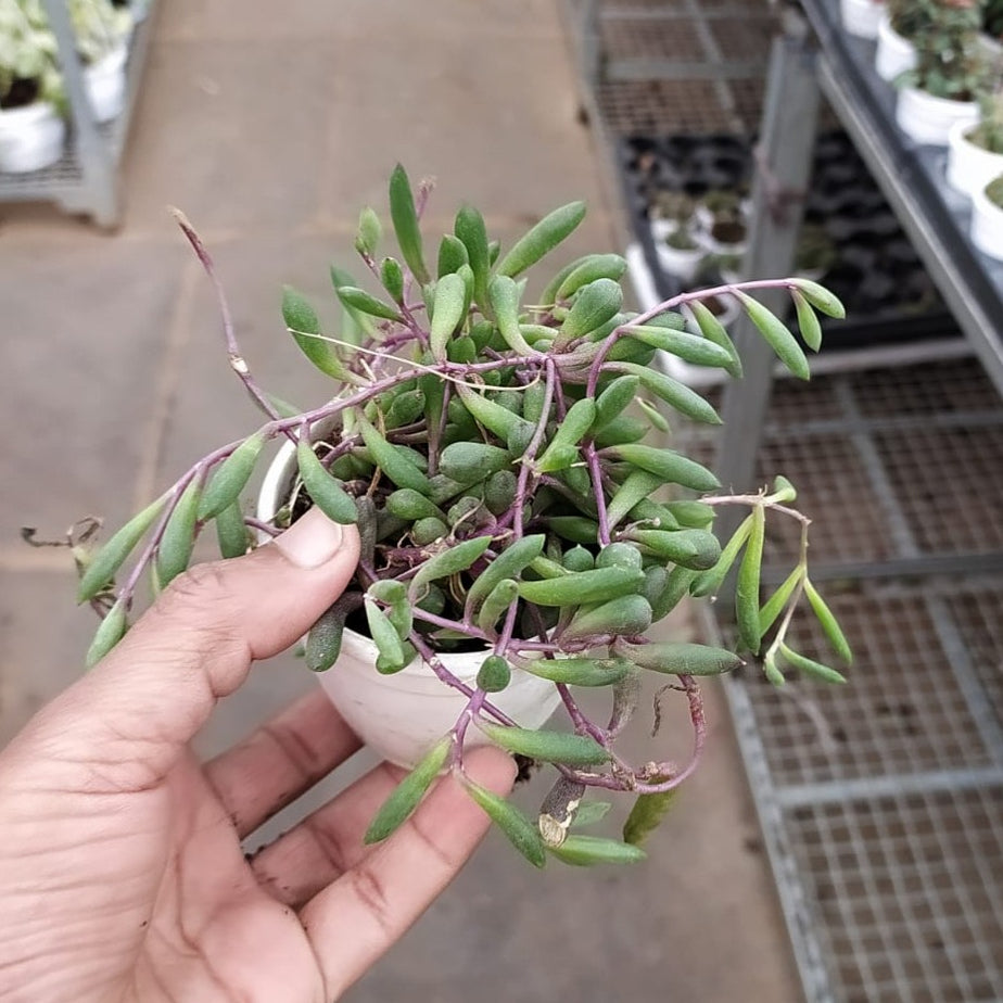 Othonna capensis 'Ruby Necklace' Succulent Plant – ChhajedGarden.com