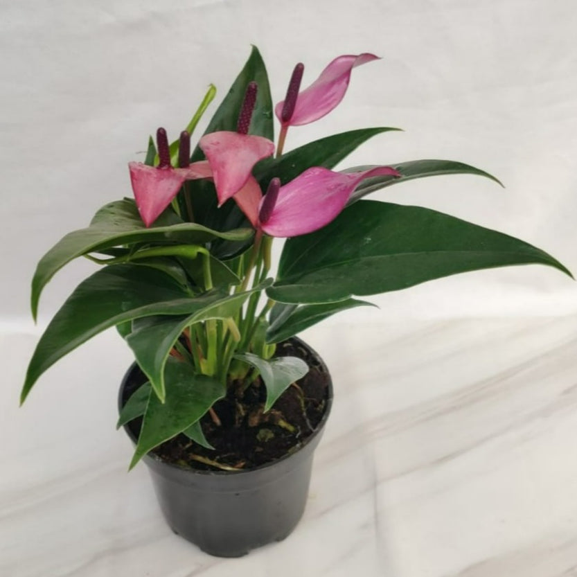Anthurium Violet Plant – ChhajedGarden.com