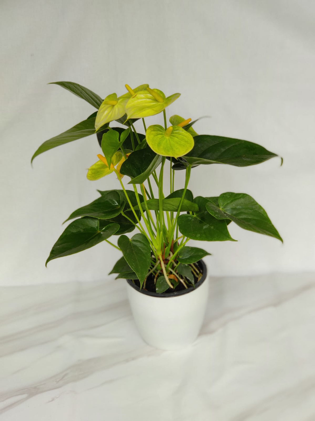 Exotic Anthurium Yellow Color Flowering Plant – ChhajedGarden.com