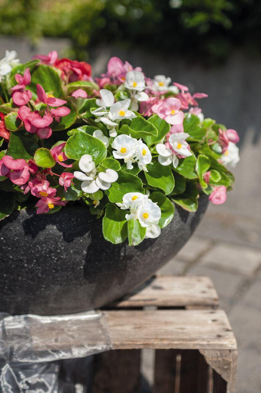 Begonia Semperflorens Sprint Plus Maxi Mix Flower Seeds – ChhajedGarden.com