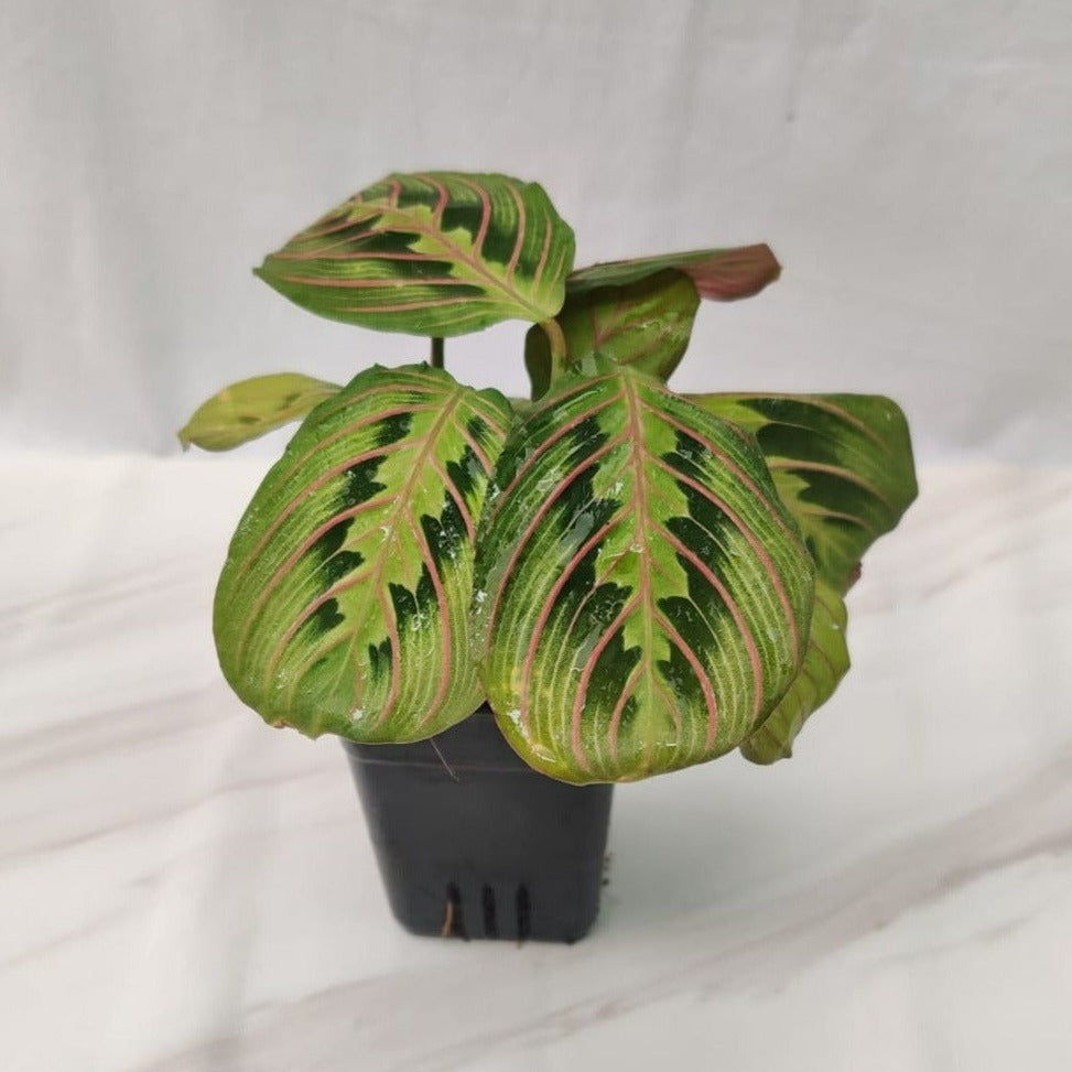 Buy Maranta Red Vein Calathea Plant Online India – ChhajedGarden.com