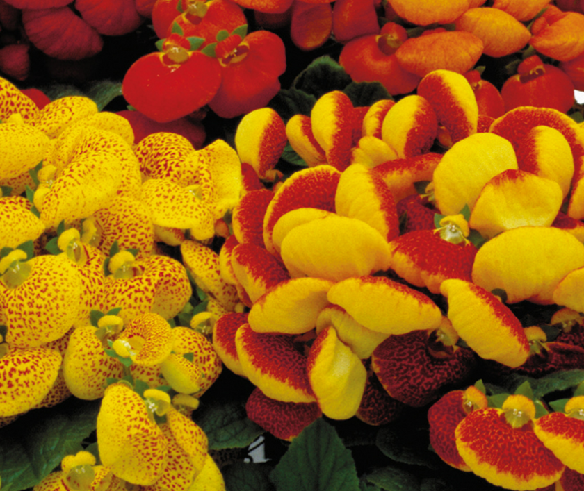 Sakata Seeds – ChhajedGarden.com