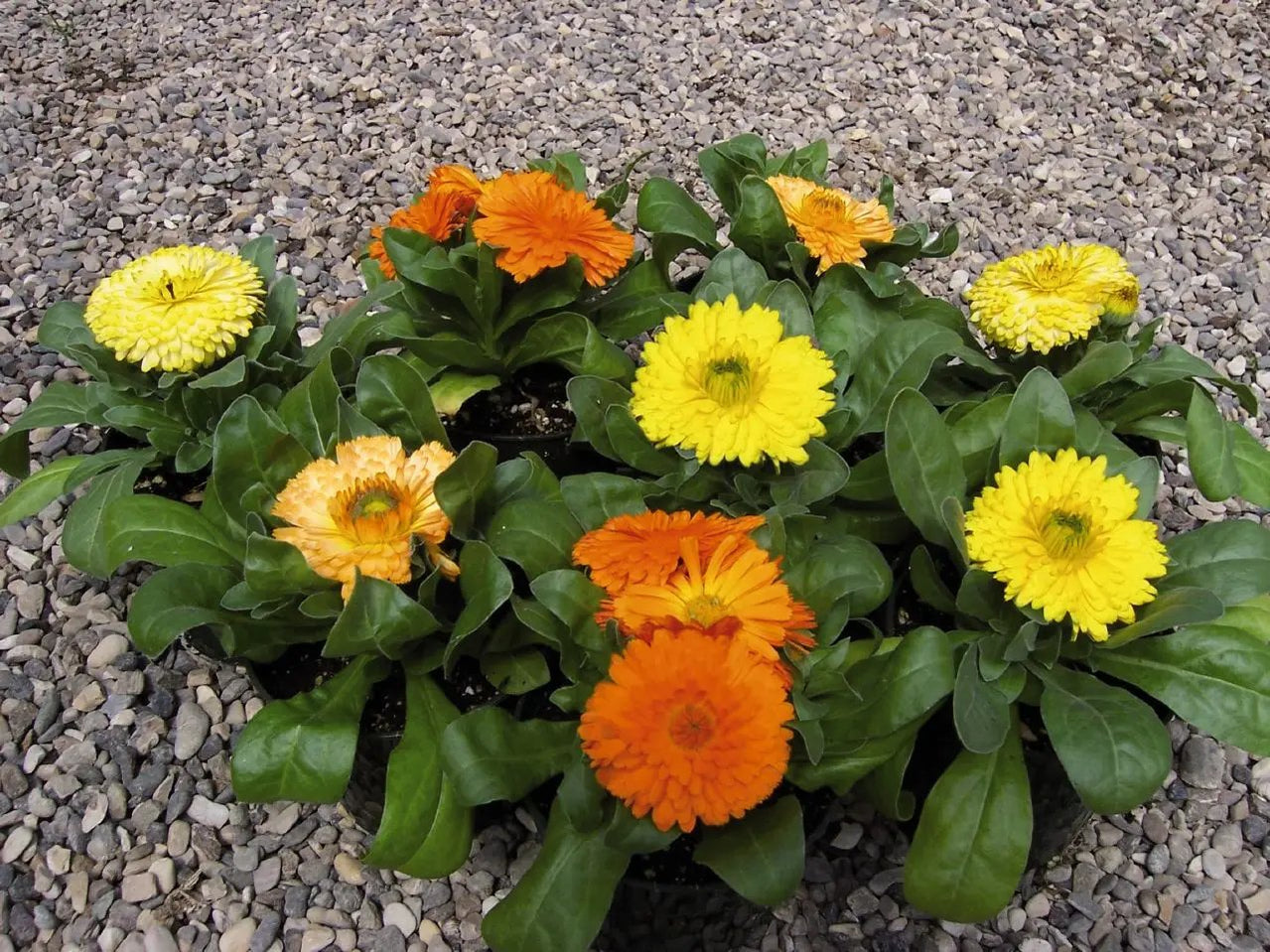 Calendula Bon Bon Mix Flower Seeds — ChhajedGarden.com