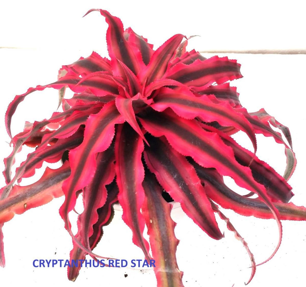 Exotic Red Star Cryptanthus Plant - Enhance Your Home | Shop Now ...