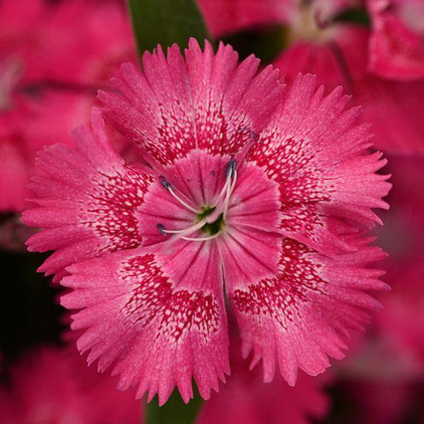 Dianthus Floral Lace True Rose Flower Seeds | Buy Online India ...