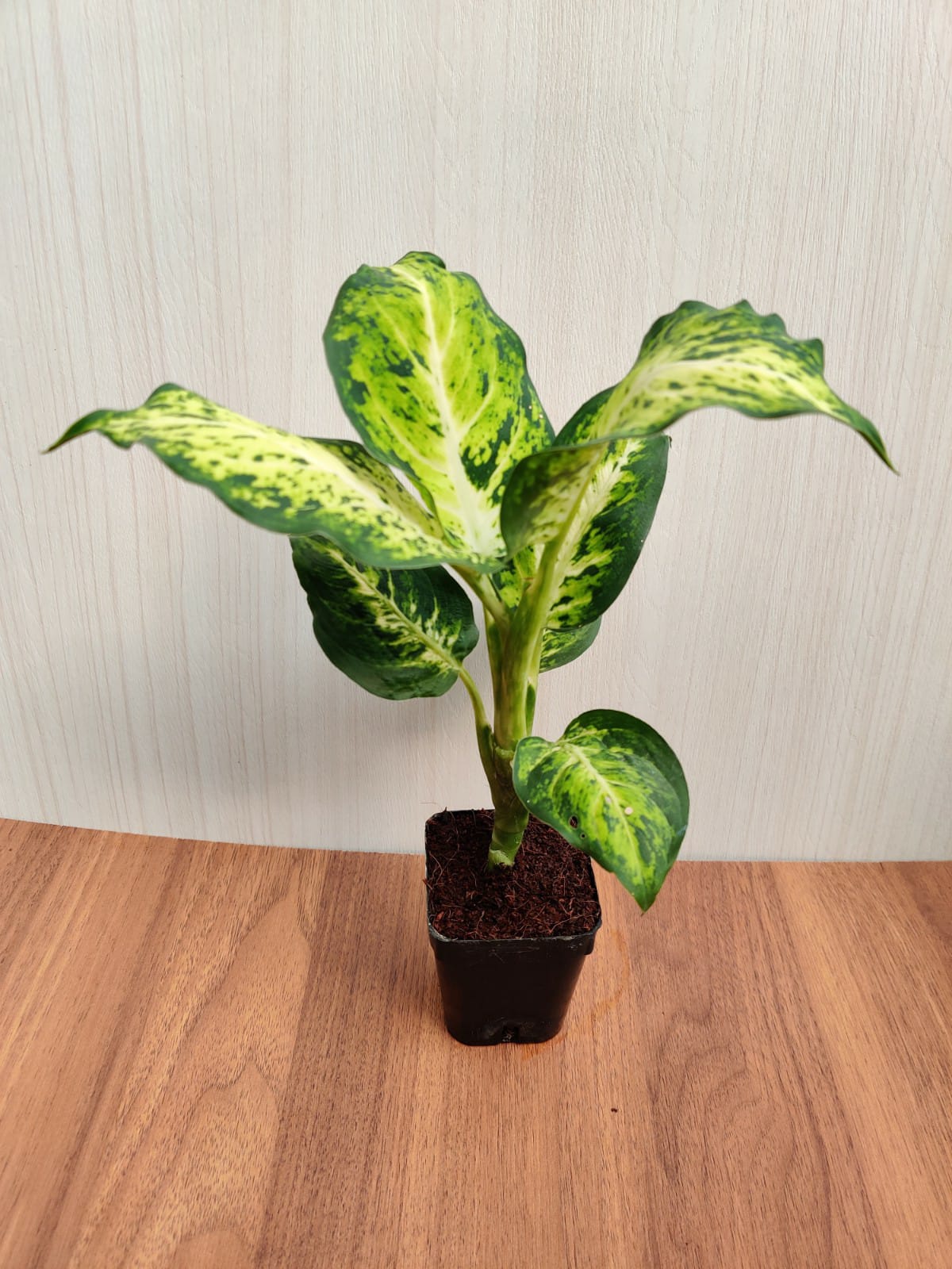 Buy Dieffenbachia Amoena Amy Plant Online India – ChhajedGarden.com