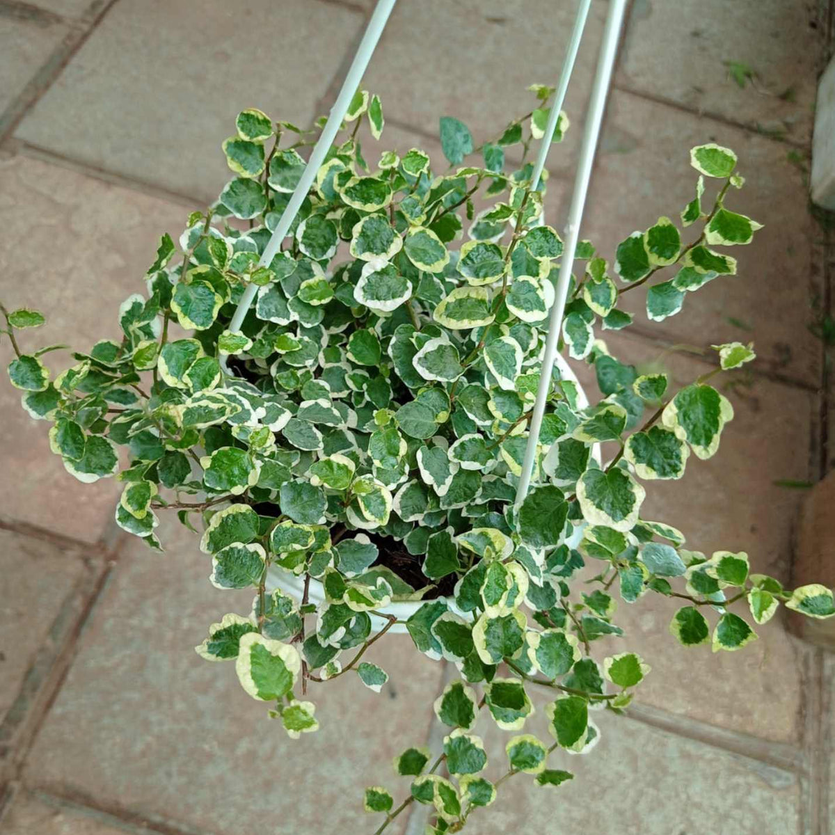 Ficus Pumila Variegated Hanging | By online india – ChhajedGarden.com