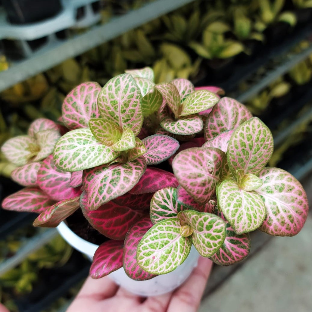 Fittonia 'Jungle Flame' Red-Pink Plant | Buy Plants Online in India ...