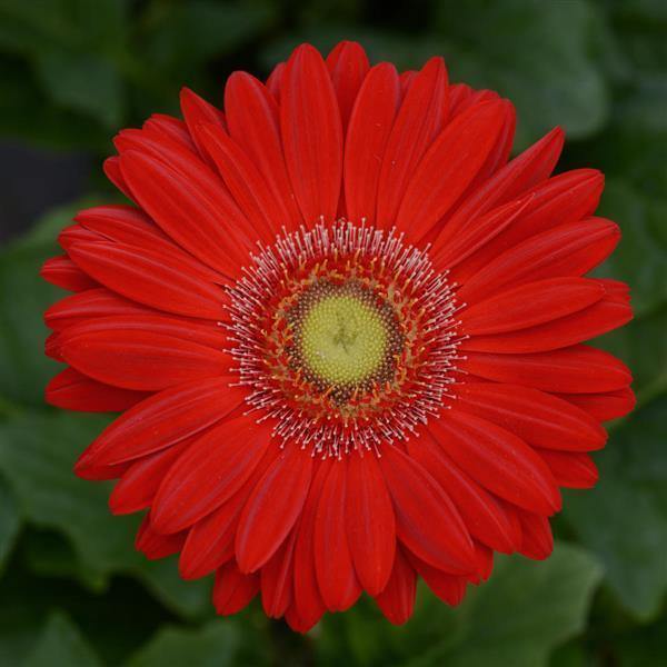 Gerbera Revolution Red Light Eye Flower Seeds | By Online India ...