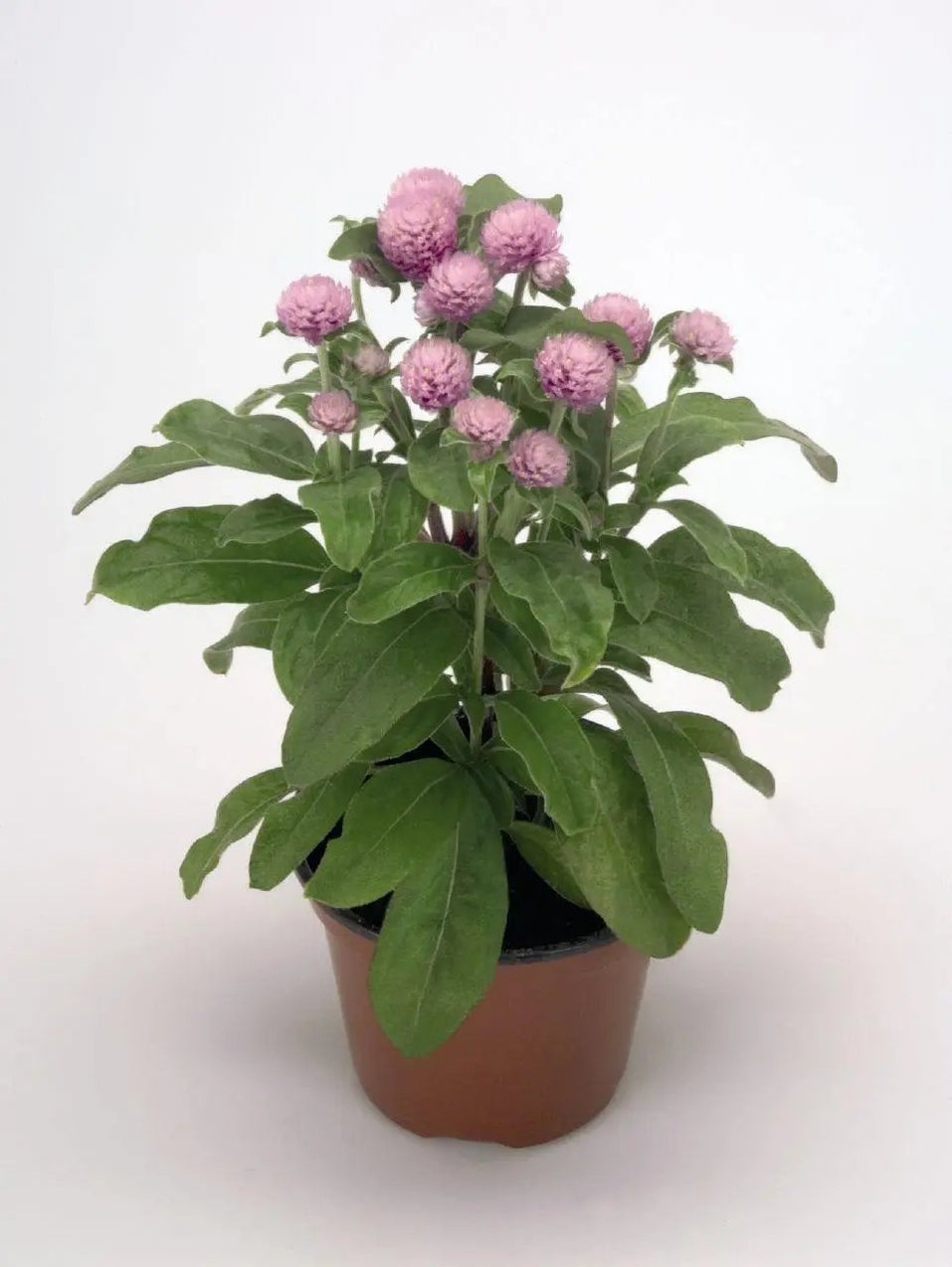 Gomphrena Buddy Rose Flower Seeds – ChhajedGarden.com