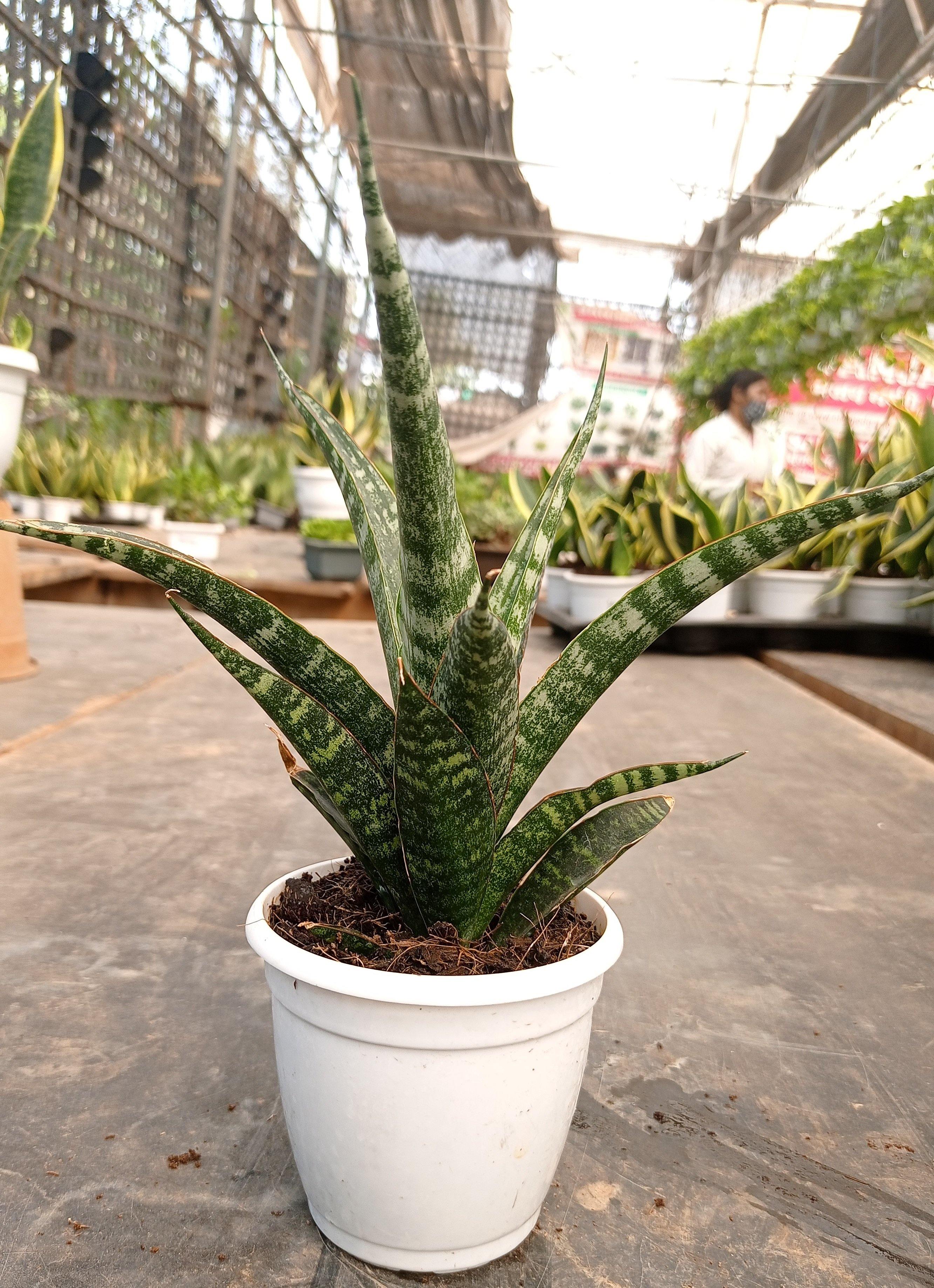 Buy Snake Plant Hybrid Tiger Online India | Rare Snake Plant ...