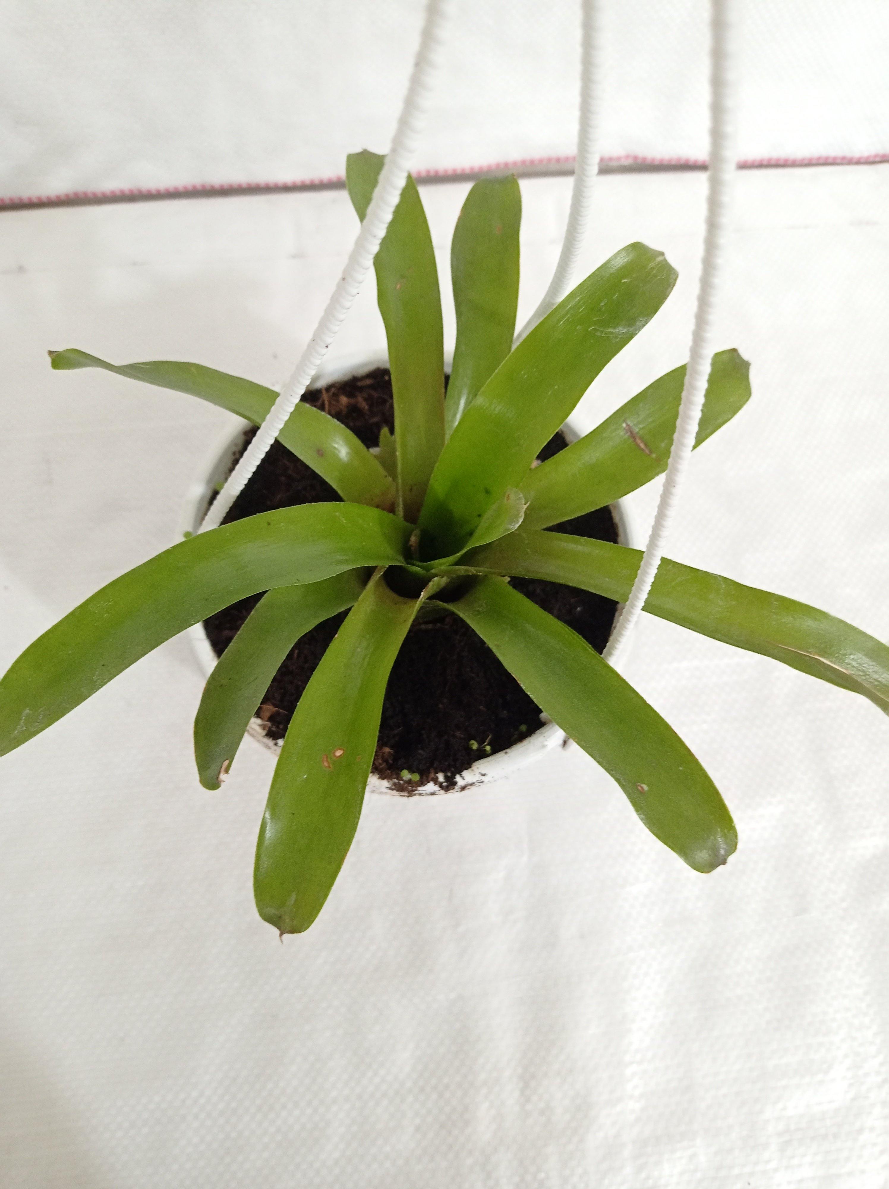 Shop Neoregelia Bromeliad Green Hanging Plant - Natural Beauty ...