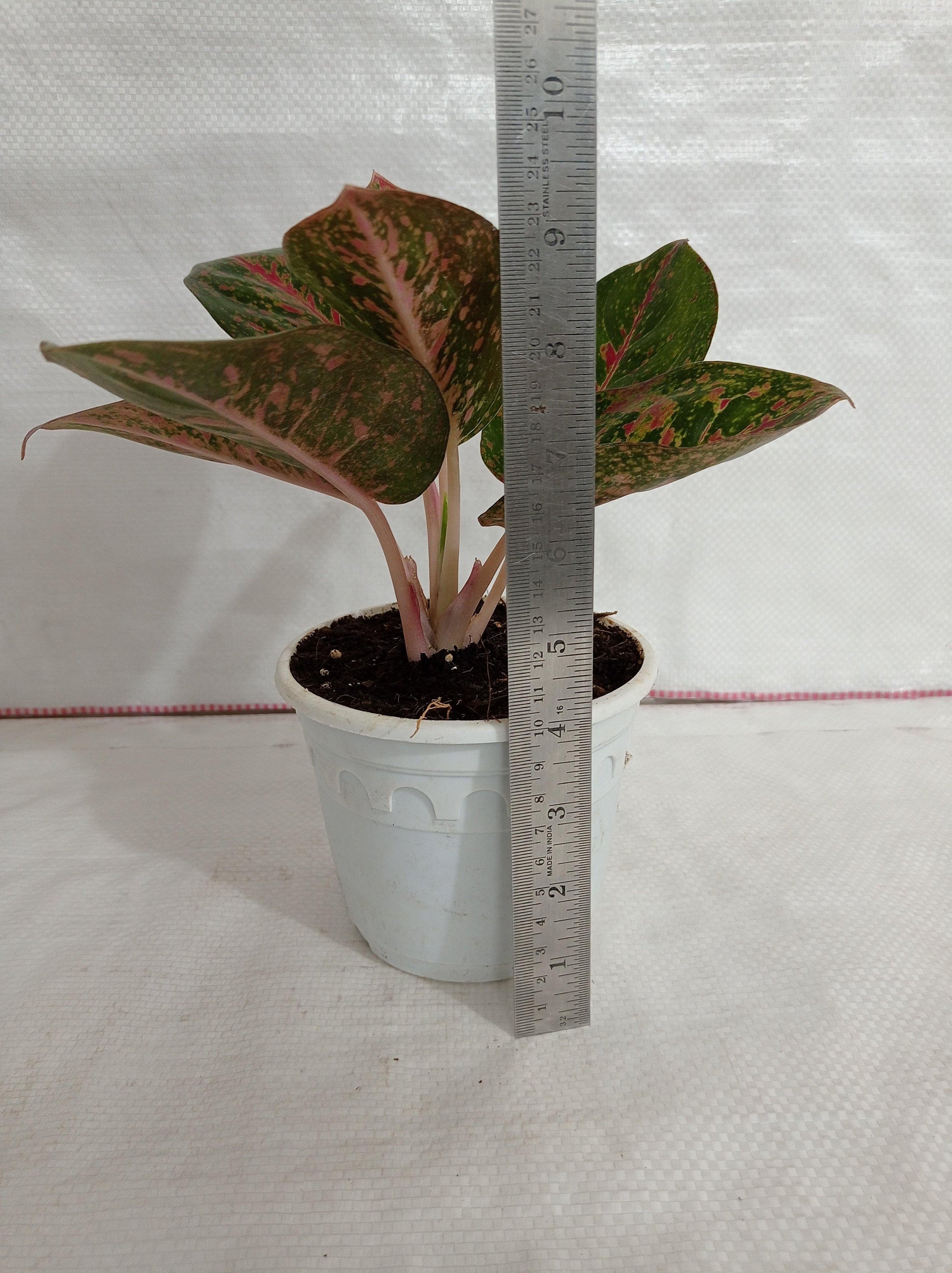 Buy Aglaonema Stardust Plant - Air-Purifying Indoor Foliage | Low ...