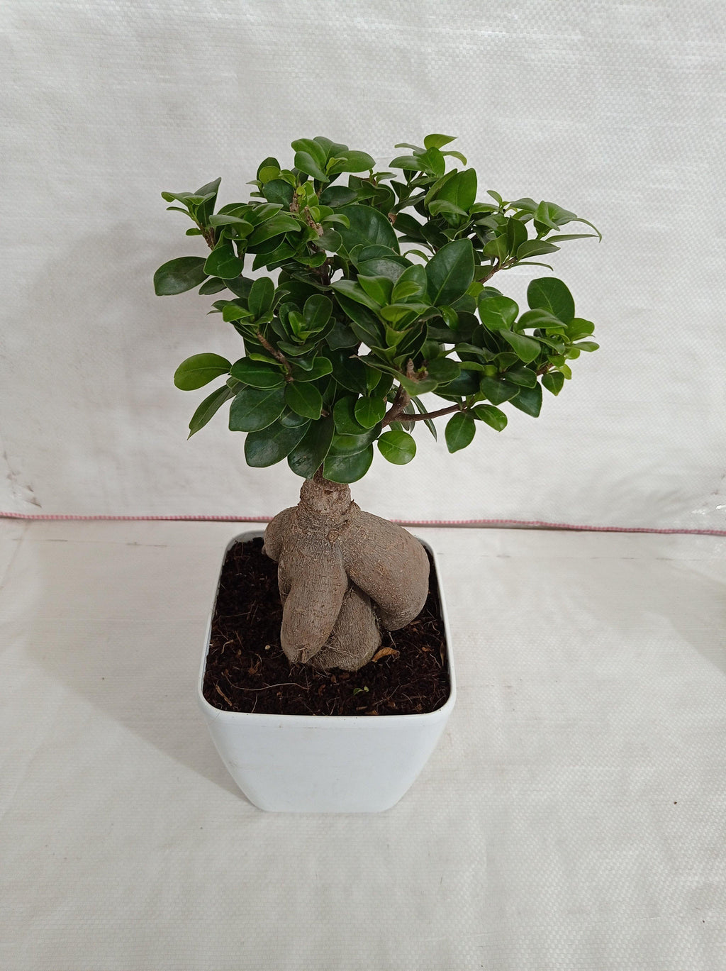 Buy Ficus Plants Online at the Best Price in India – ChhajedGarden.com