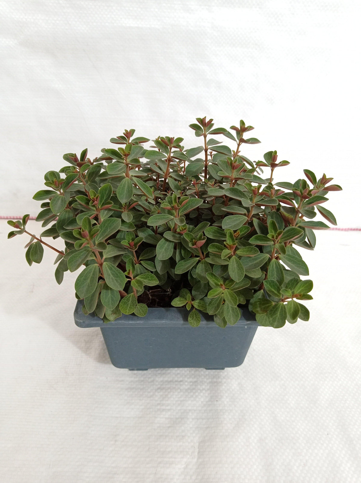 Buy Peperomia Rubella Big Succulent Plant Online in India ...