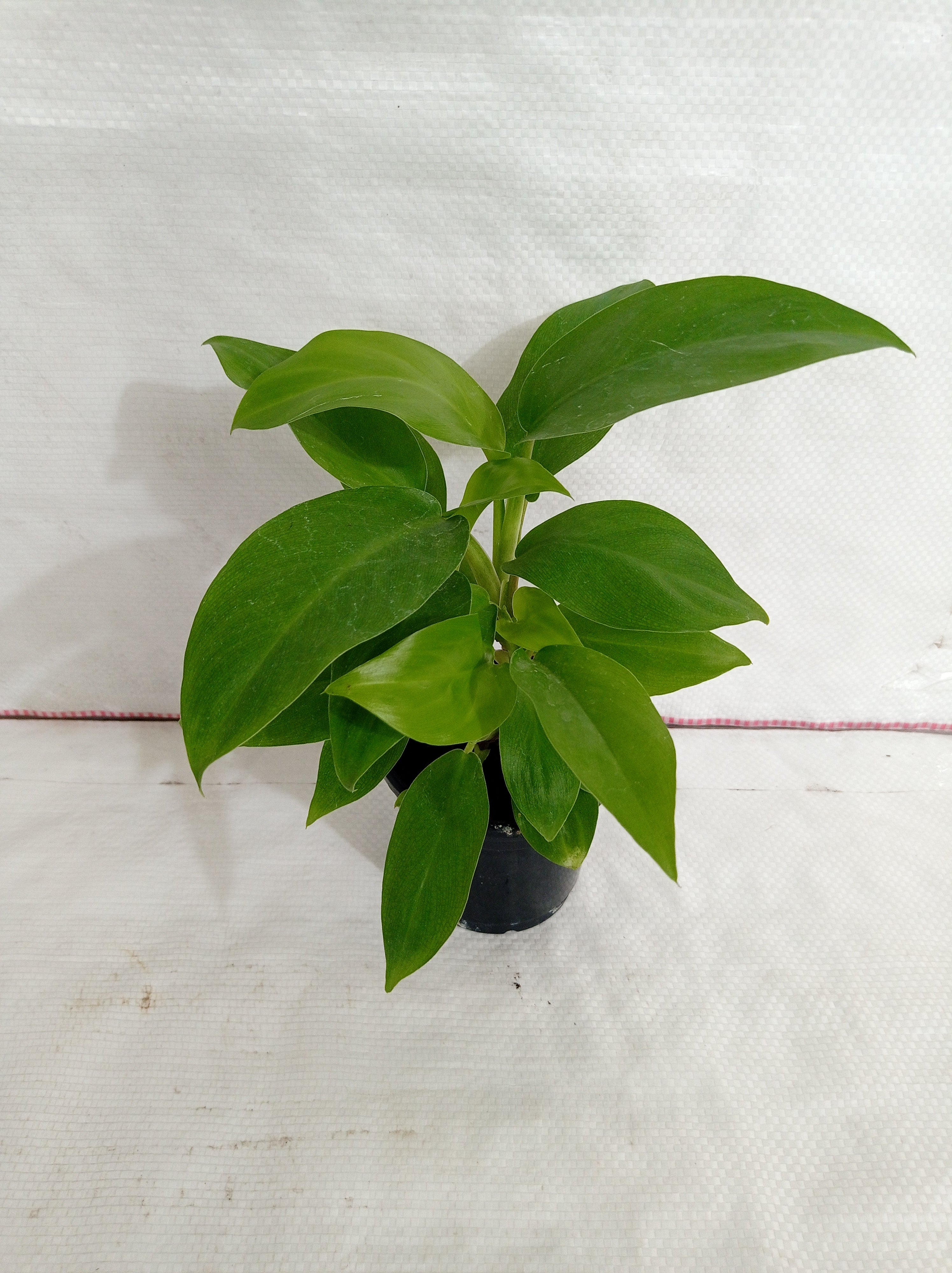 Philodendron Ceylon Green Plant with Pot – ChhajedGarden.com