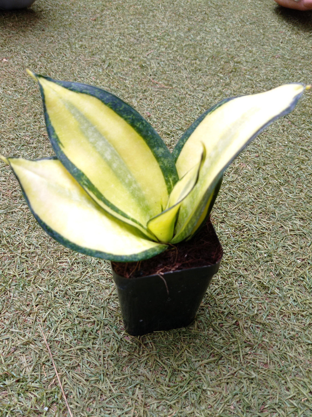 Buy Snake Plant Hahnii Solid Gold Online India – ChhajedGarden.com