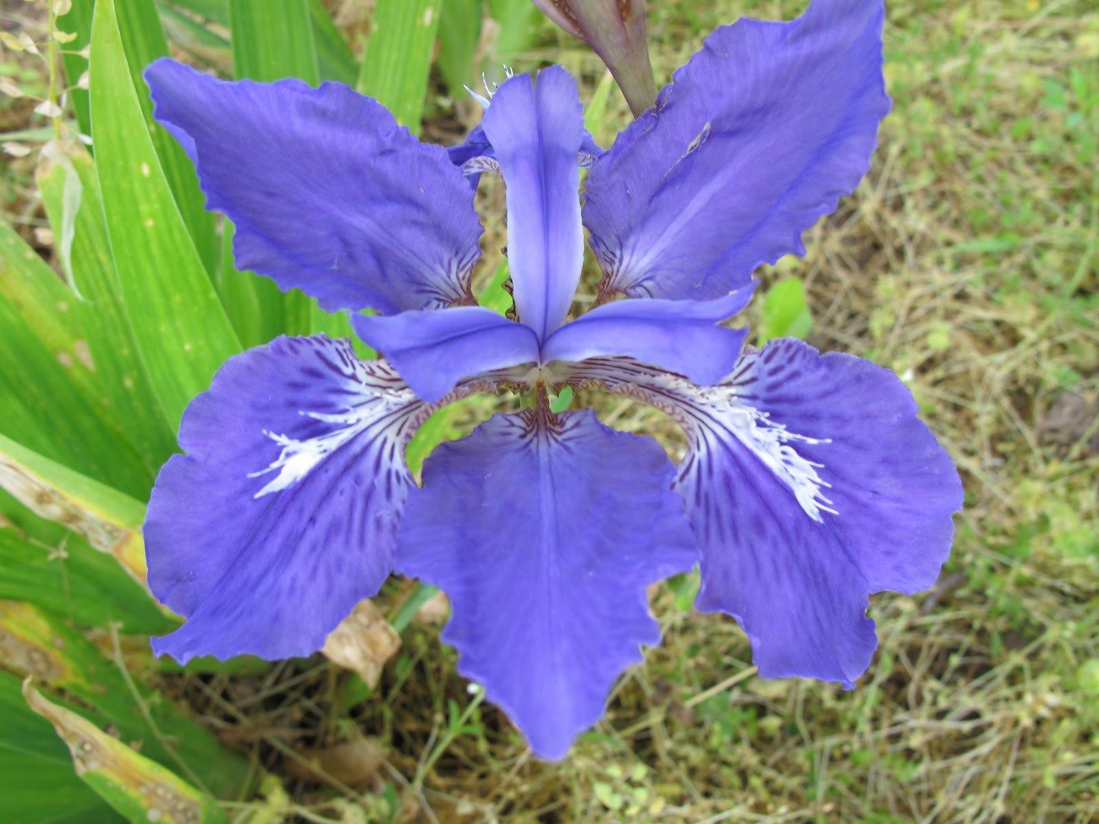 Iris Tectorum Blue Flower Bulbs (Pack of 12) – ChhajedGarden.com
