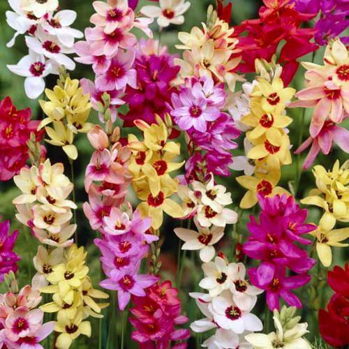 Ixia Mix Color Flower Bulbs (Pack of 10 Bulbs) – ChhajedGarden.com