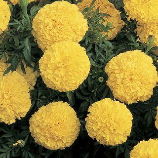 Marigold African Inca II Yellow Flower Seeds – ChhajedGarden.com
