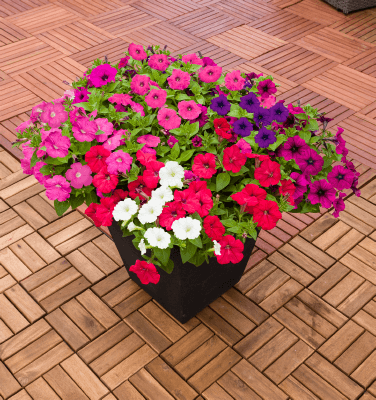 Petunia F₁ trailing SUCCESS! TR Maxi Mix Flower Seeds | Buy Online ...