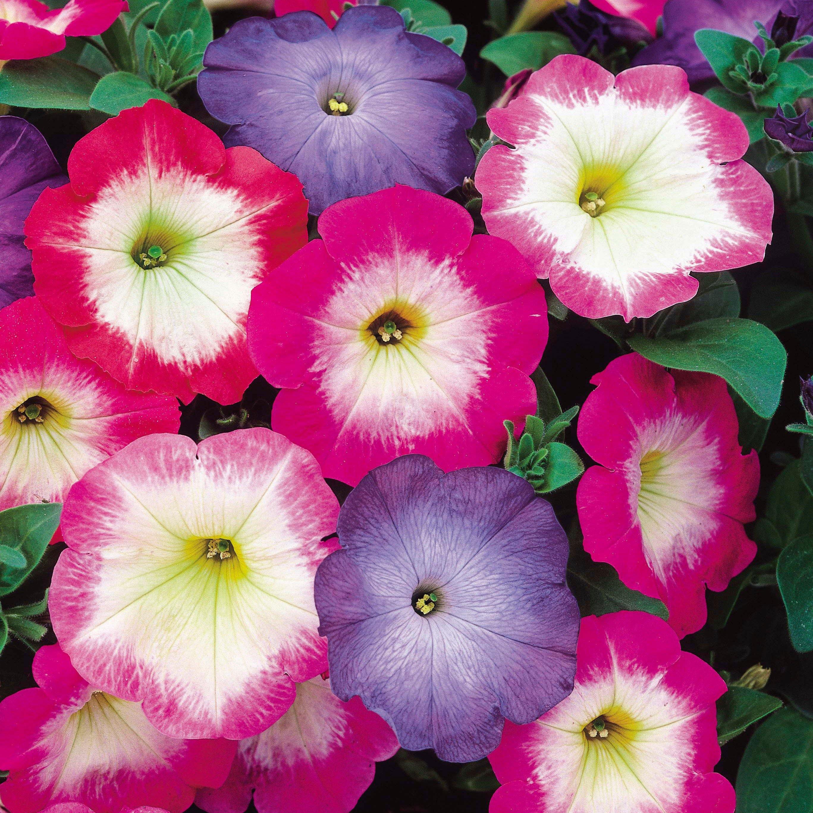 Petunia Multiflora Merlin Mix Flower Seeds | Buy Online India ...