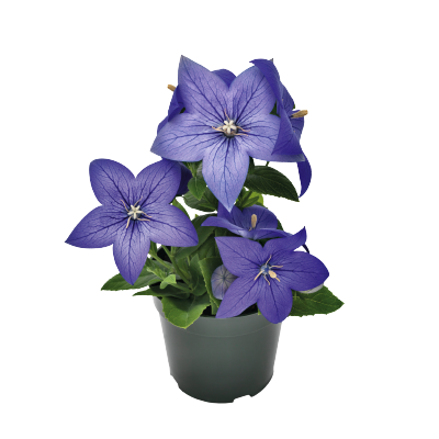 Platycodon Pop Star Blue Flower seeds | Buy Online India ...