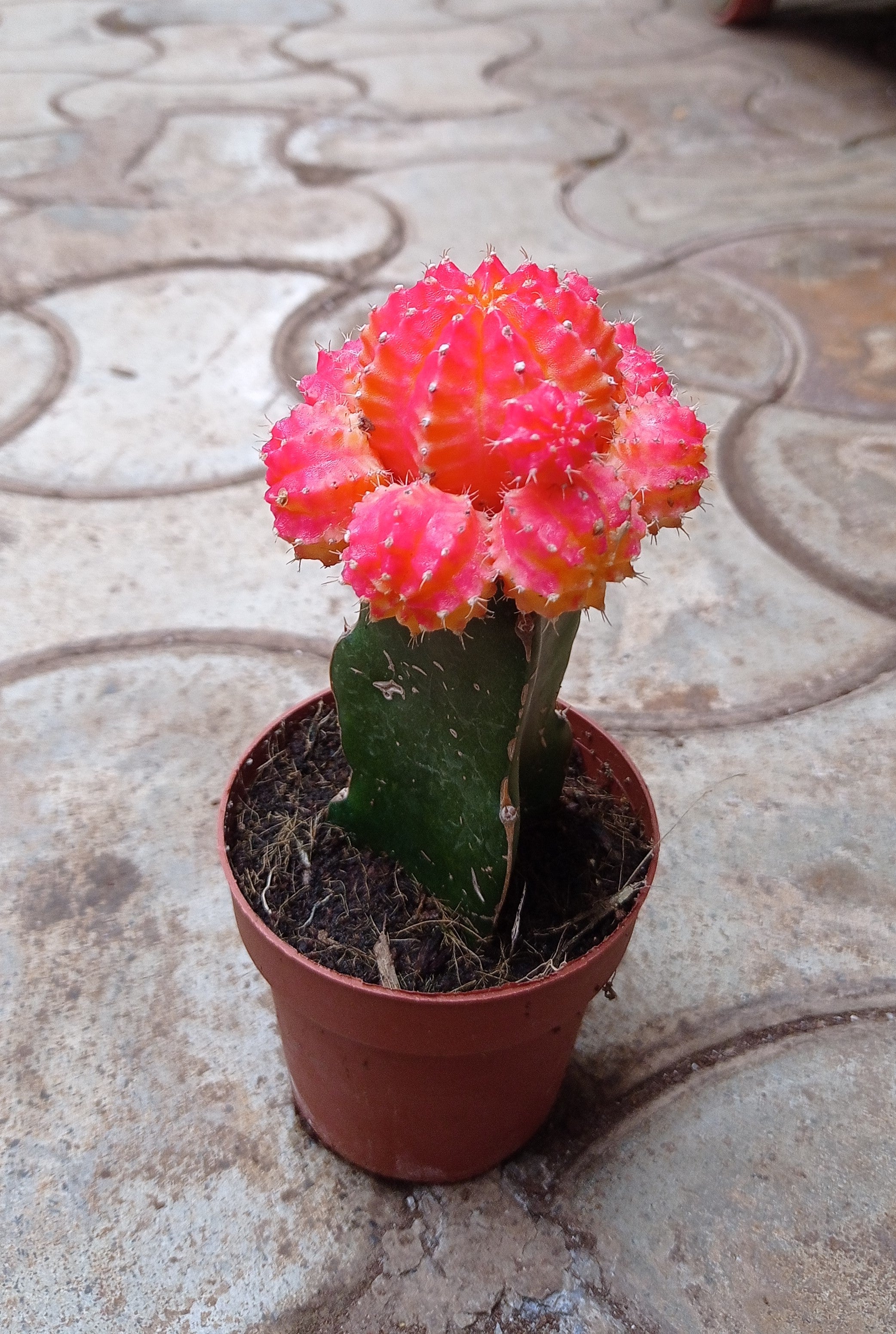 Gymnocalycium mihanovichii Var.friedrichii Light Orange Moon Cactus ...
